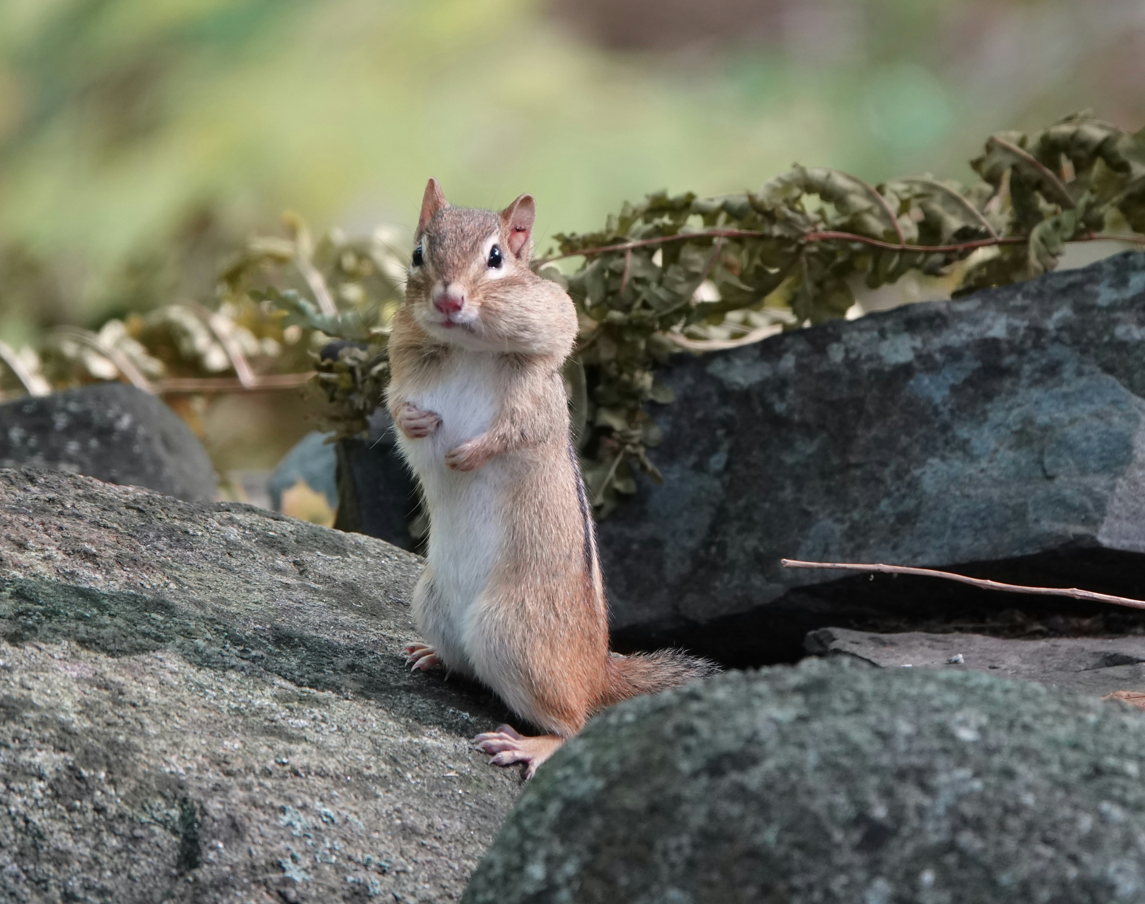Chipmunk Sentinel on Stone: A Quiet Moment Among Moss and Rock