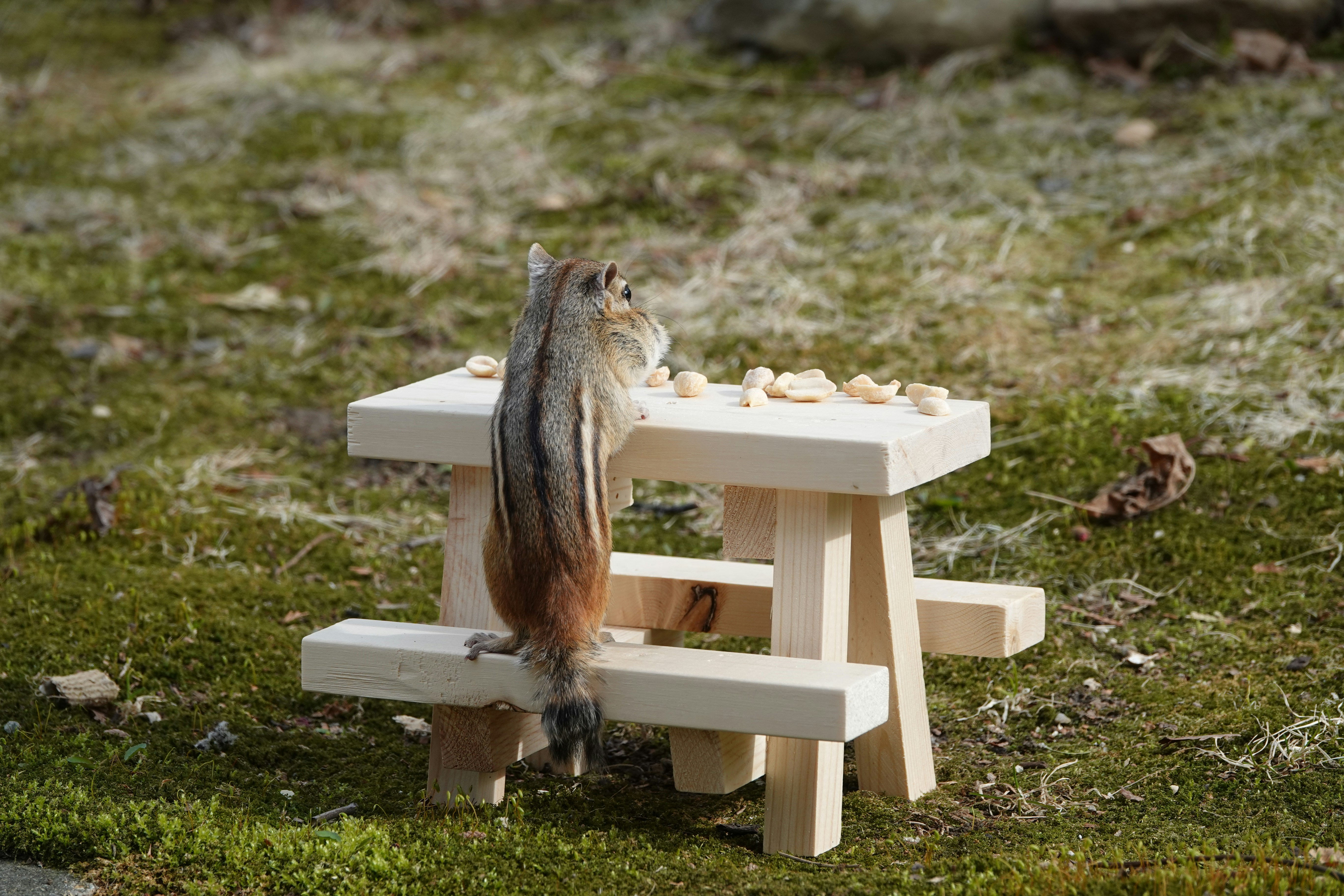 A squirrel perched on a miniature wooden picnic table, enjoying a feast of scattered nuts in a tranquil outdoor setting.