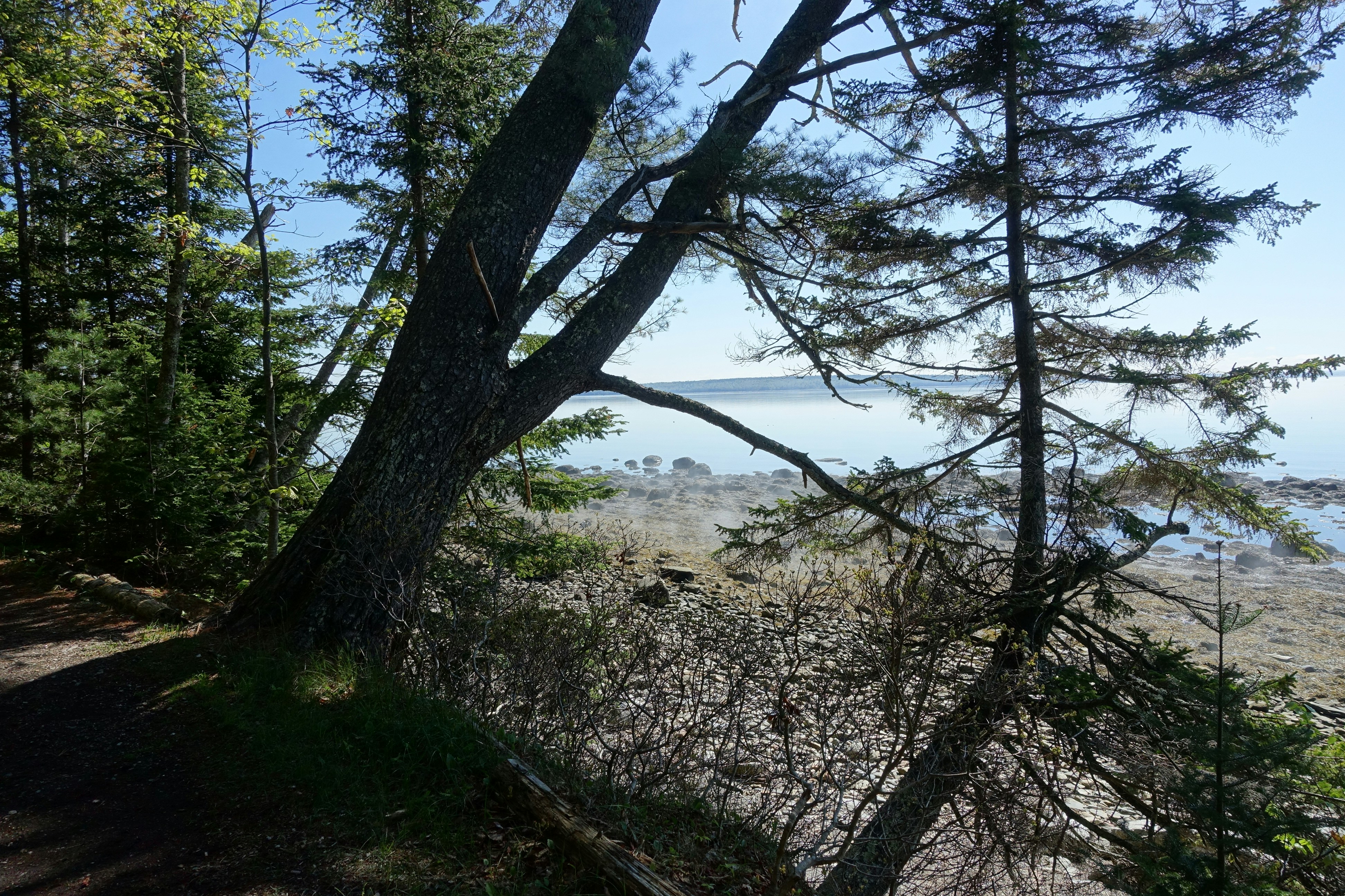 A serene coastal landscape framed by towering trees, revealing a tranquil shoreline and distant waters. The interplay of light and shadow enhances the natural beauty.