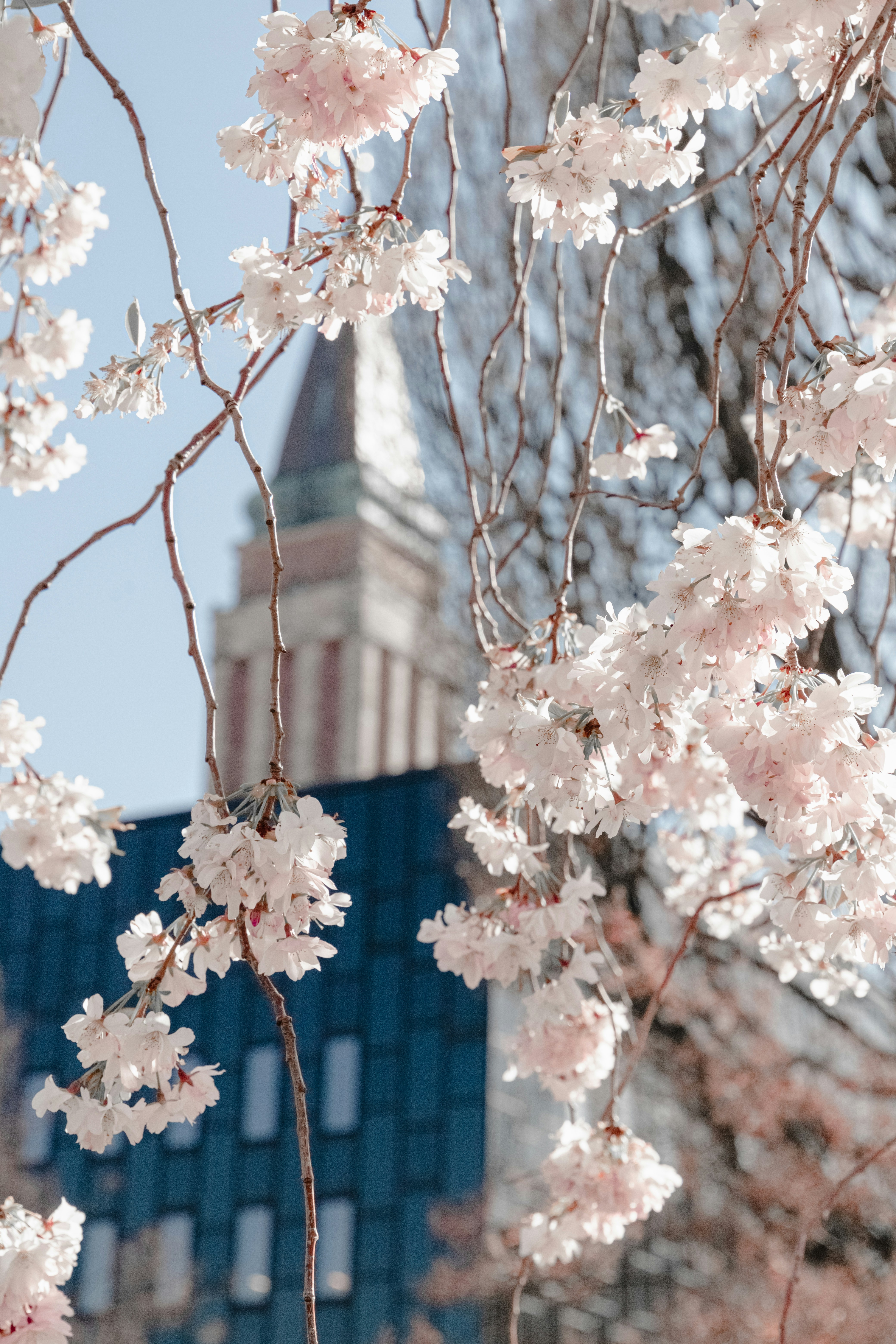 Un arbre aux fleurs roses devant un bâtiment photo – Photo Kiel ...