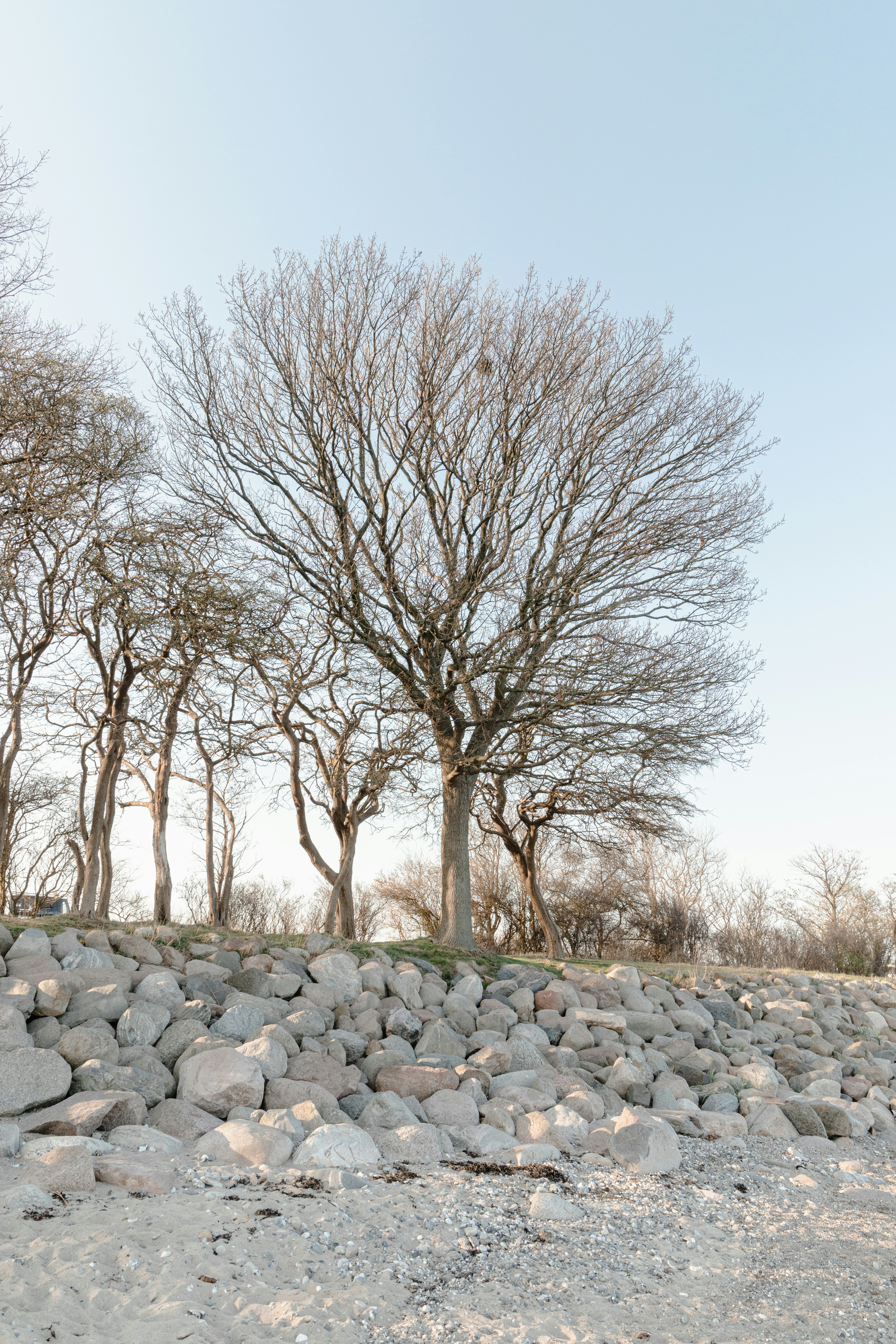 Foto zum Thema Ein Haufen Bäume, die im Dreck stehen – Kostenloses Bild ...