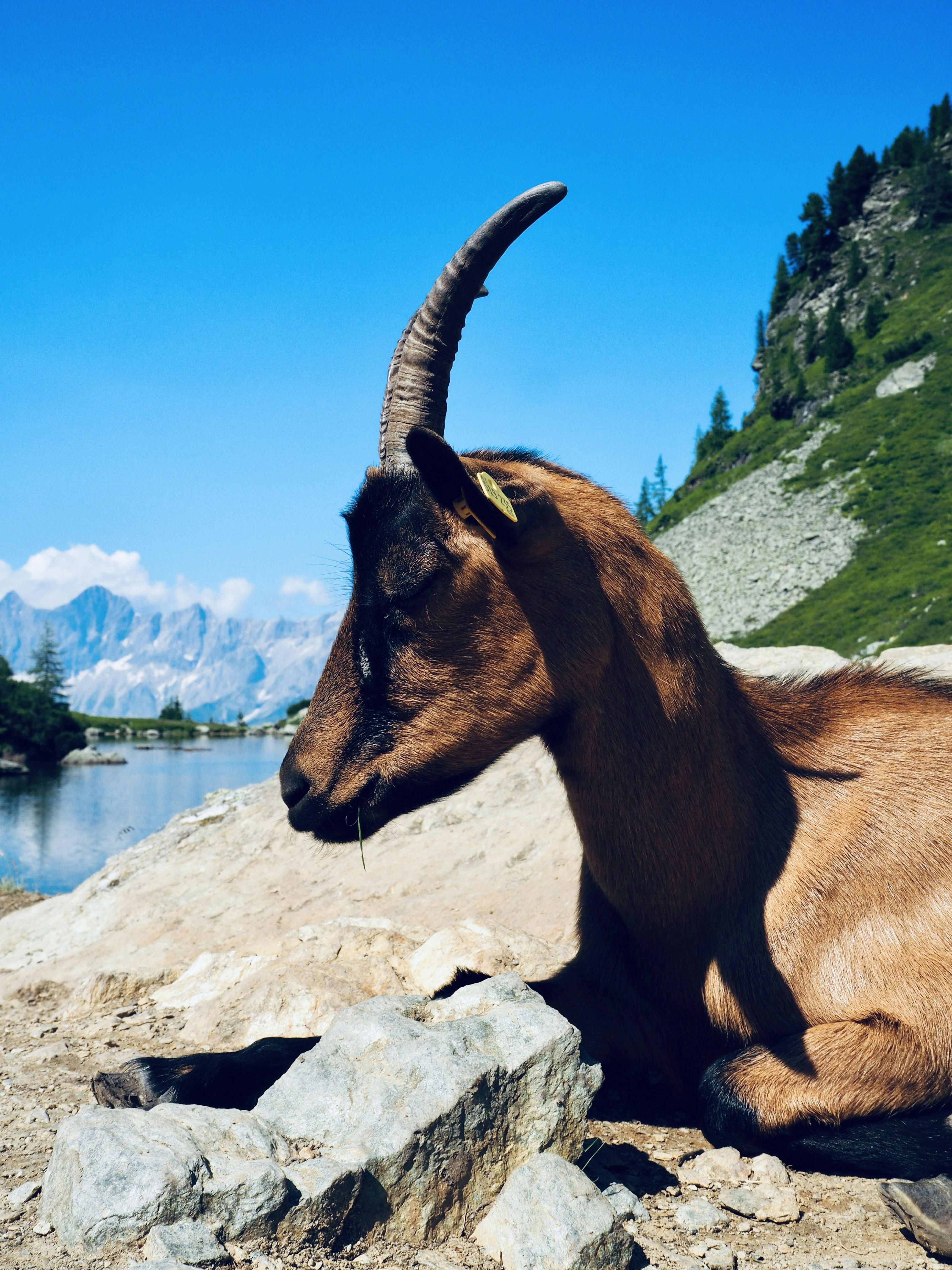 Lone Alpine Goat Resting by a Crystal Lake Under a Clear Blue Sky