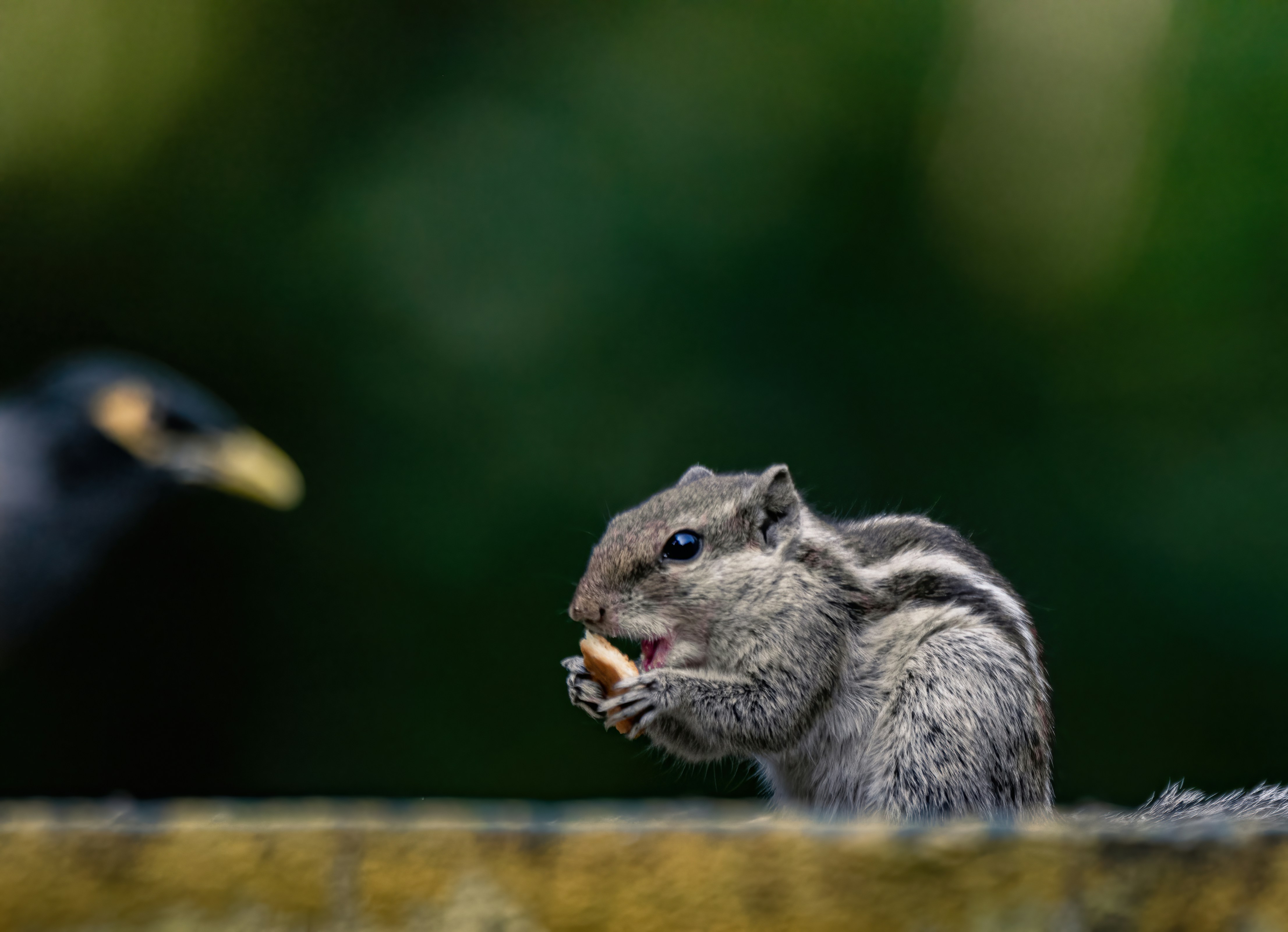 Ledge Snack: A gray squirrel's quiet focus on a sunlit perch