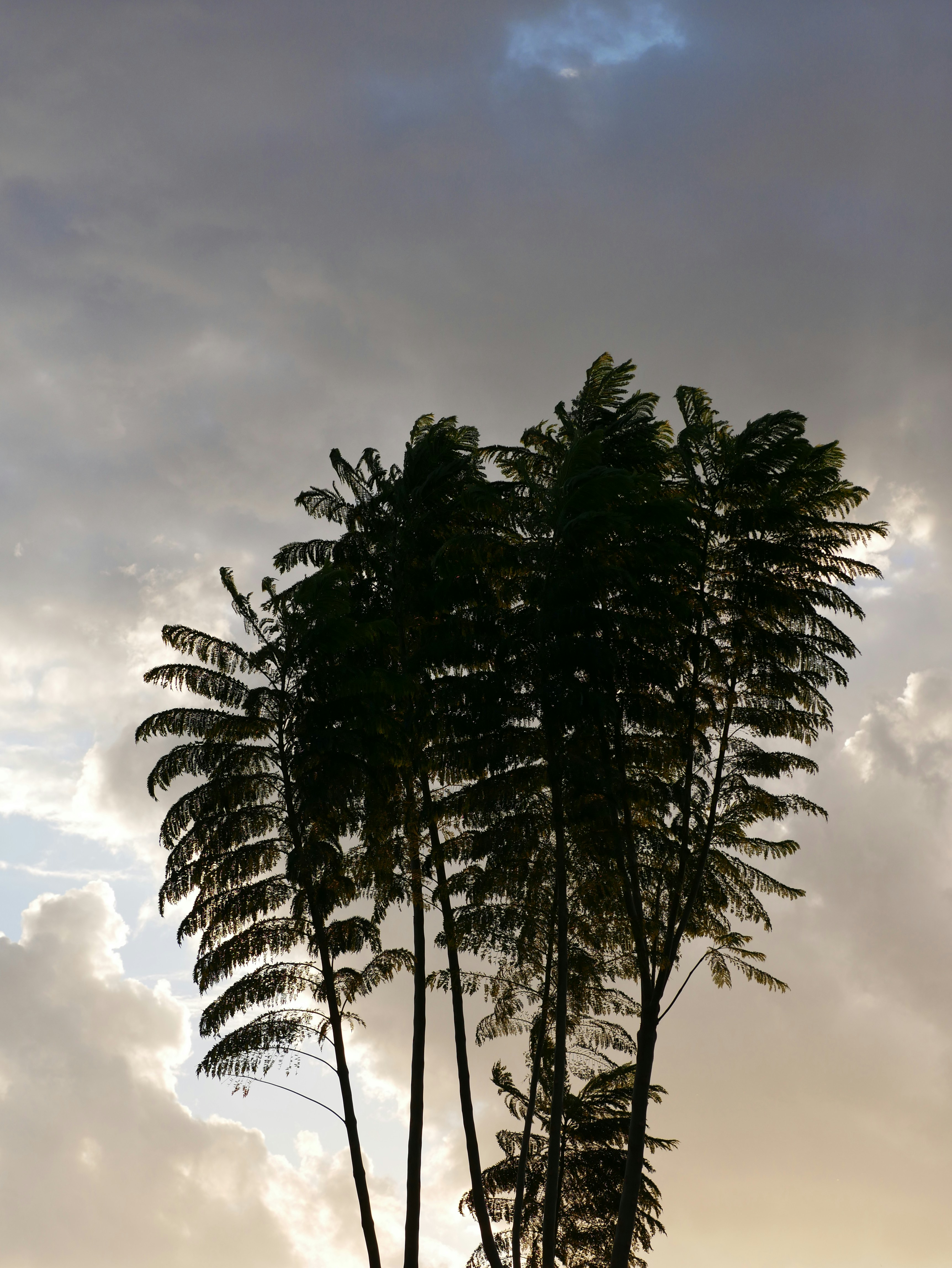 Silhouetted palms stand tall against a backdrop of dramatic clouds during twilight. The interplay of light and shadow creates a tranquil atmosphere.