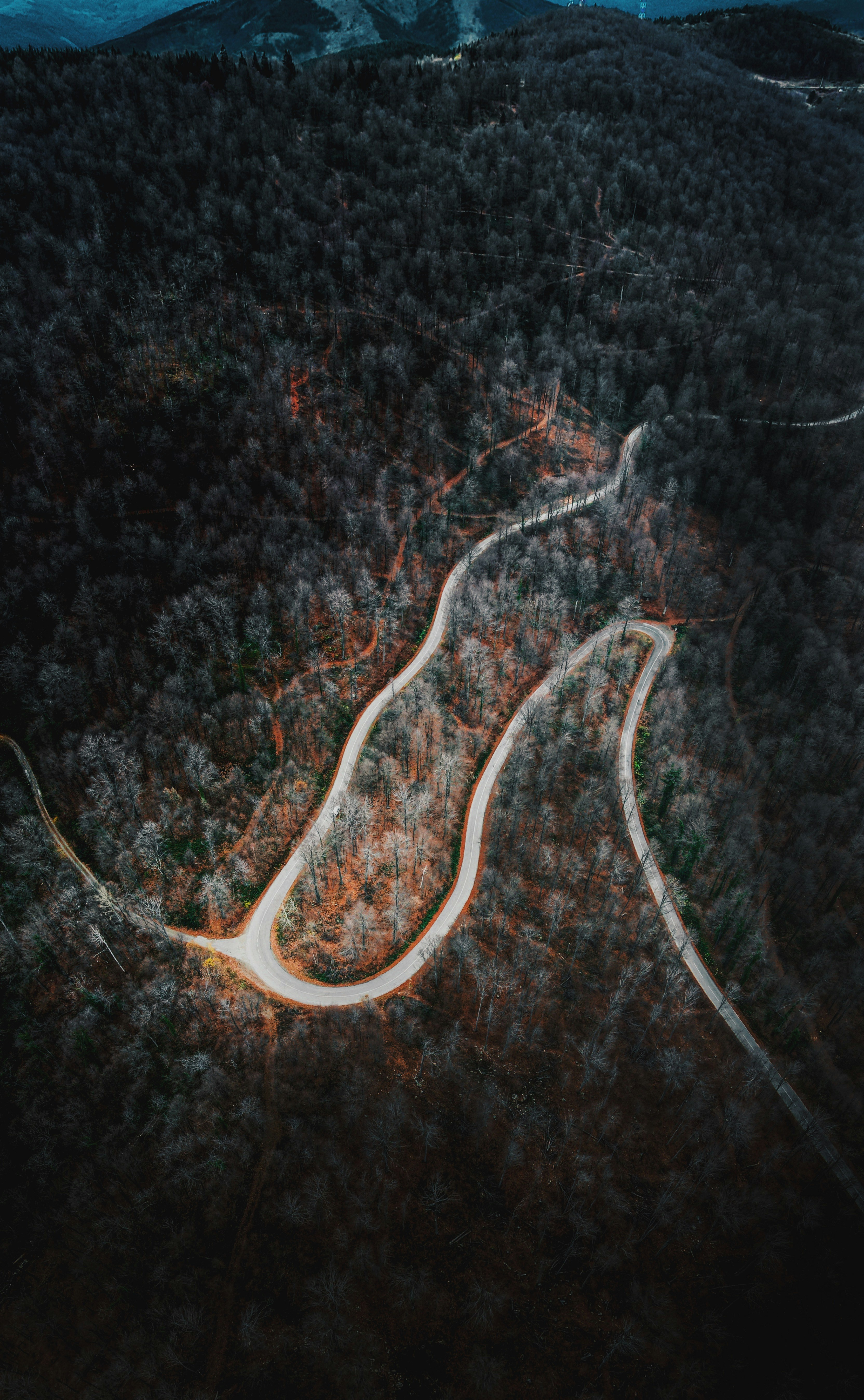 Serpentine Ribbon of Light Through a Shadowed Forest