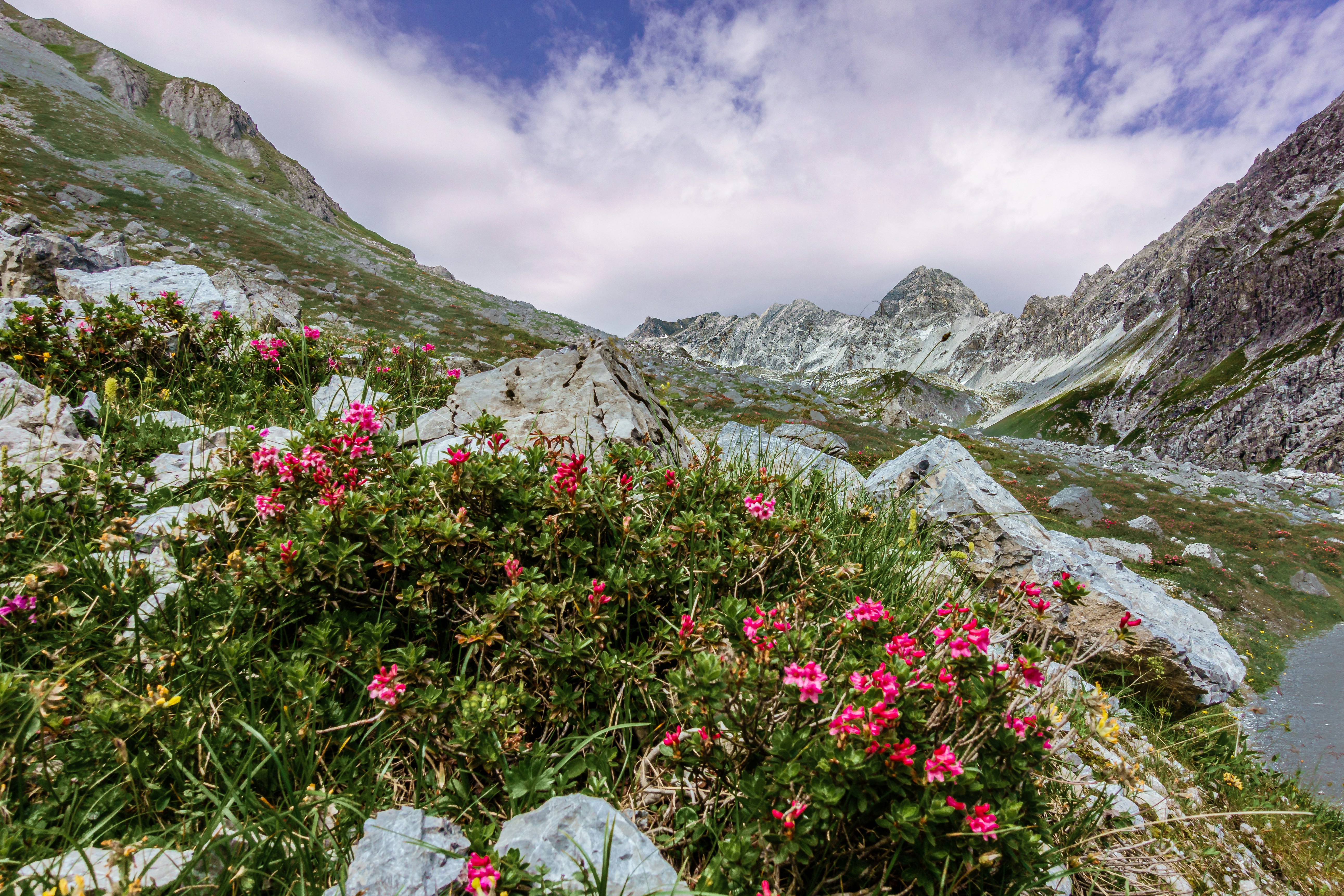 Vibrant pink flowers dot the rocky alpine landscape against a backdrop of towering mountains and a partly cloudy sky.