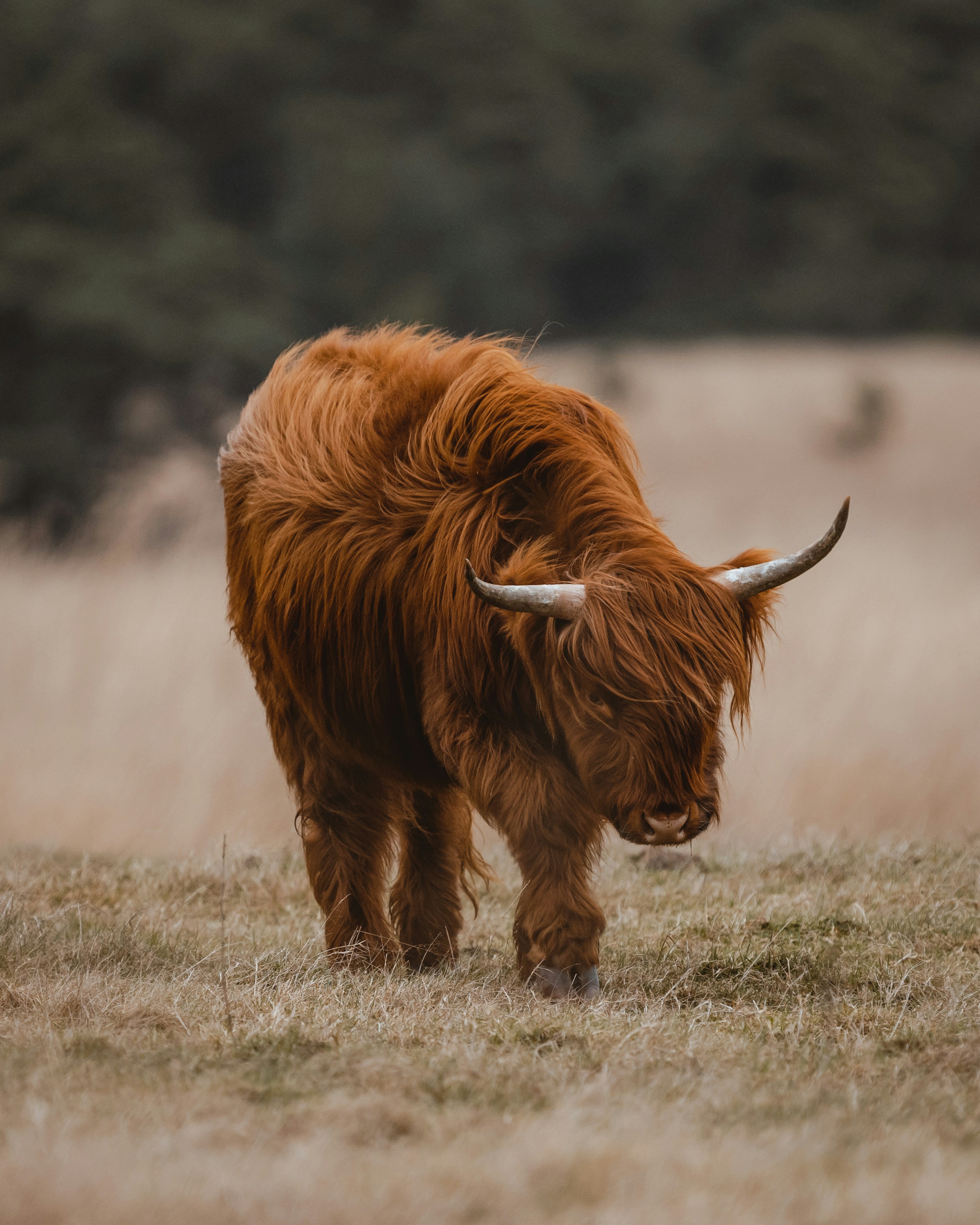 A long haired bull with horns walking through a field photo – Free ...
