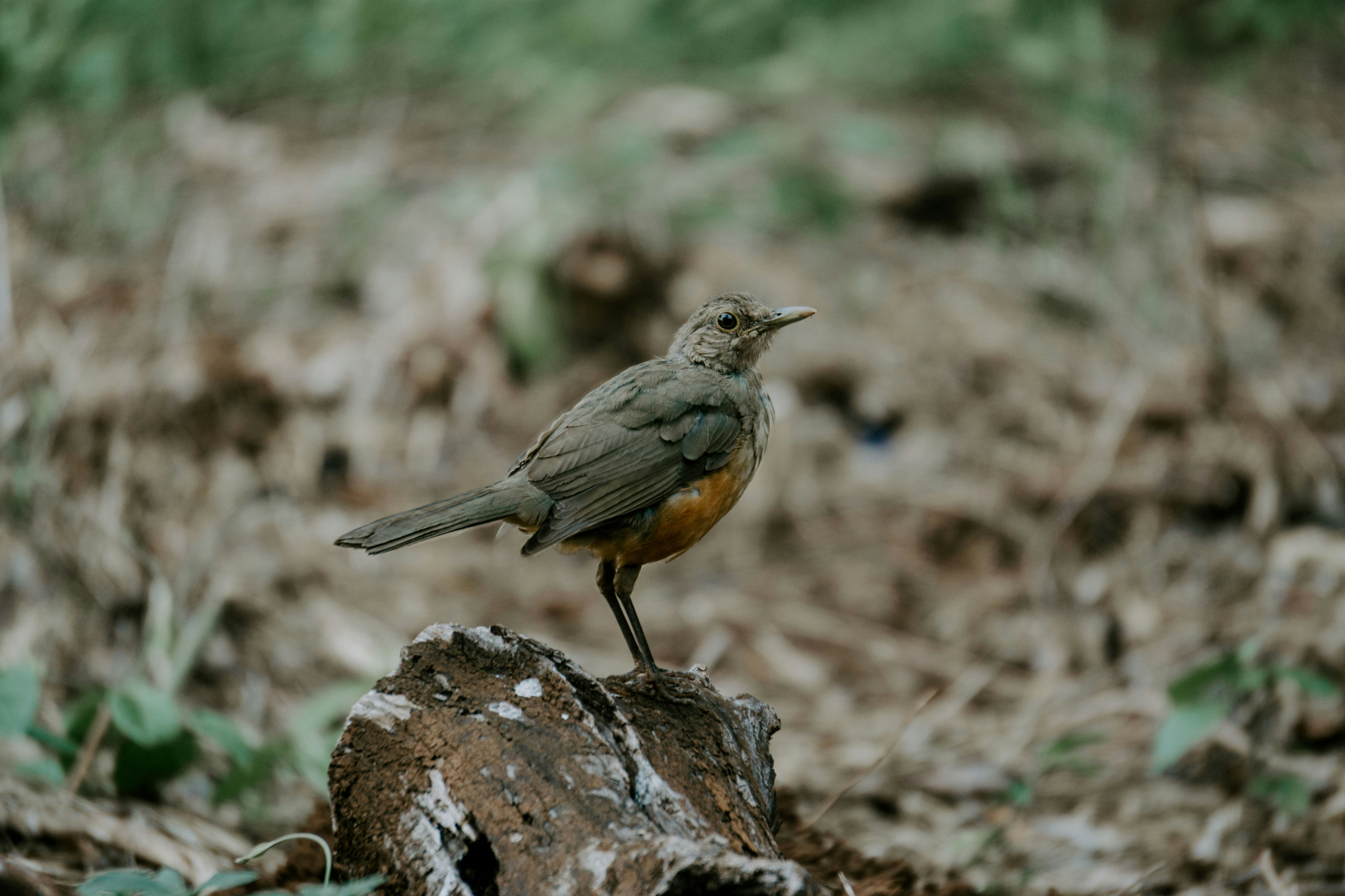 a small bird sitting on top of a tree stump