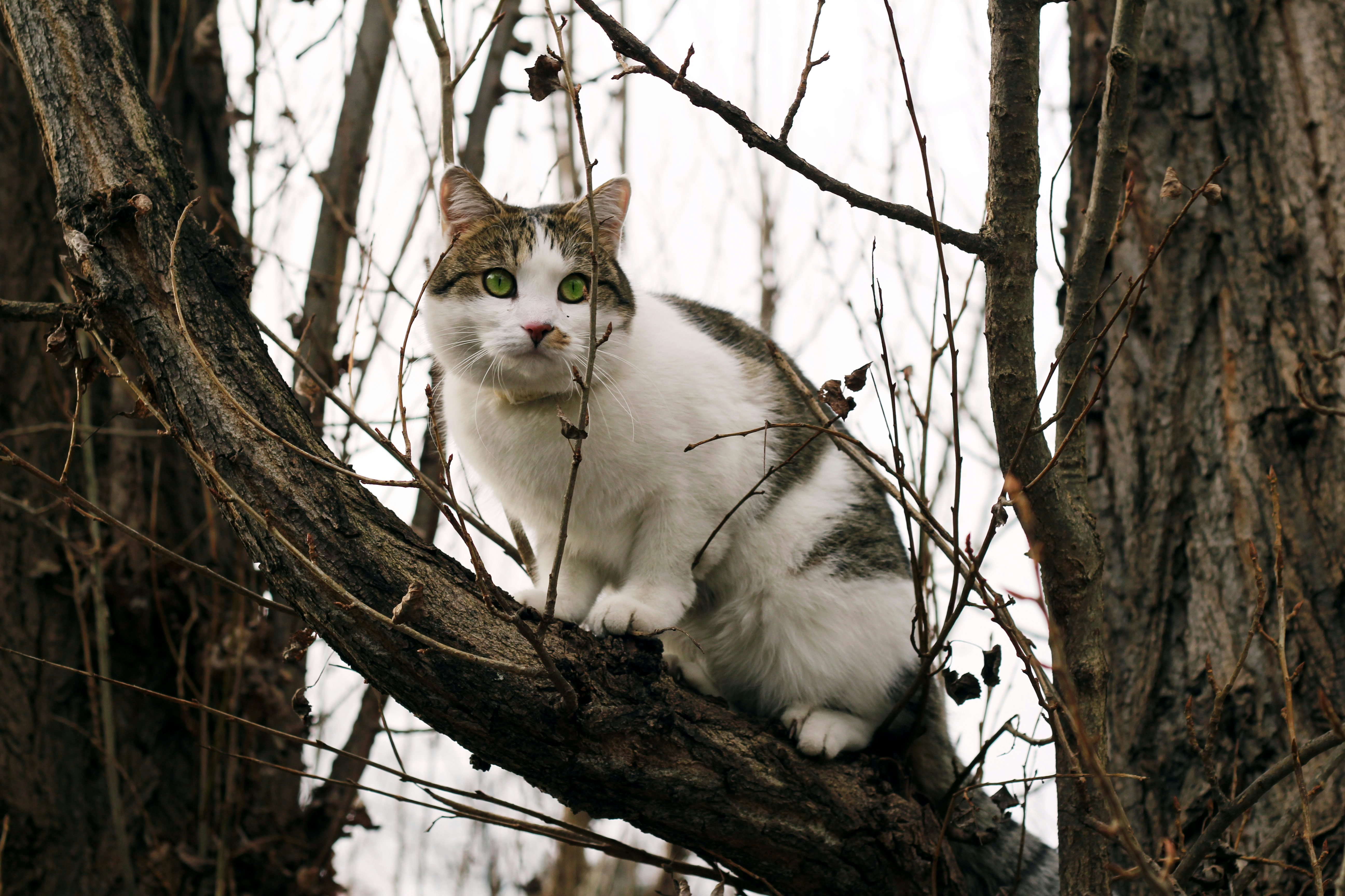 A cat sitting on a branch of a tree photo – Free Czechia Image on Unsplash