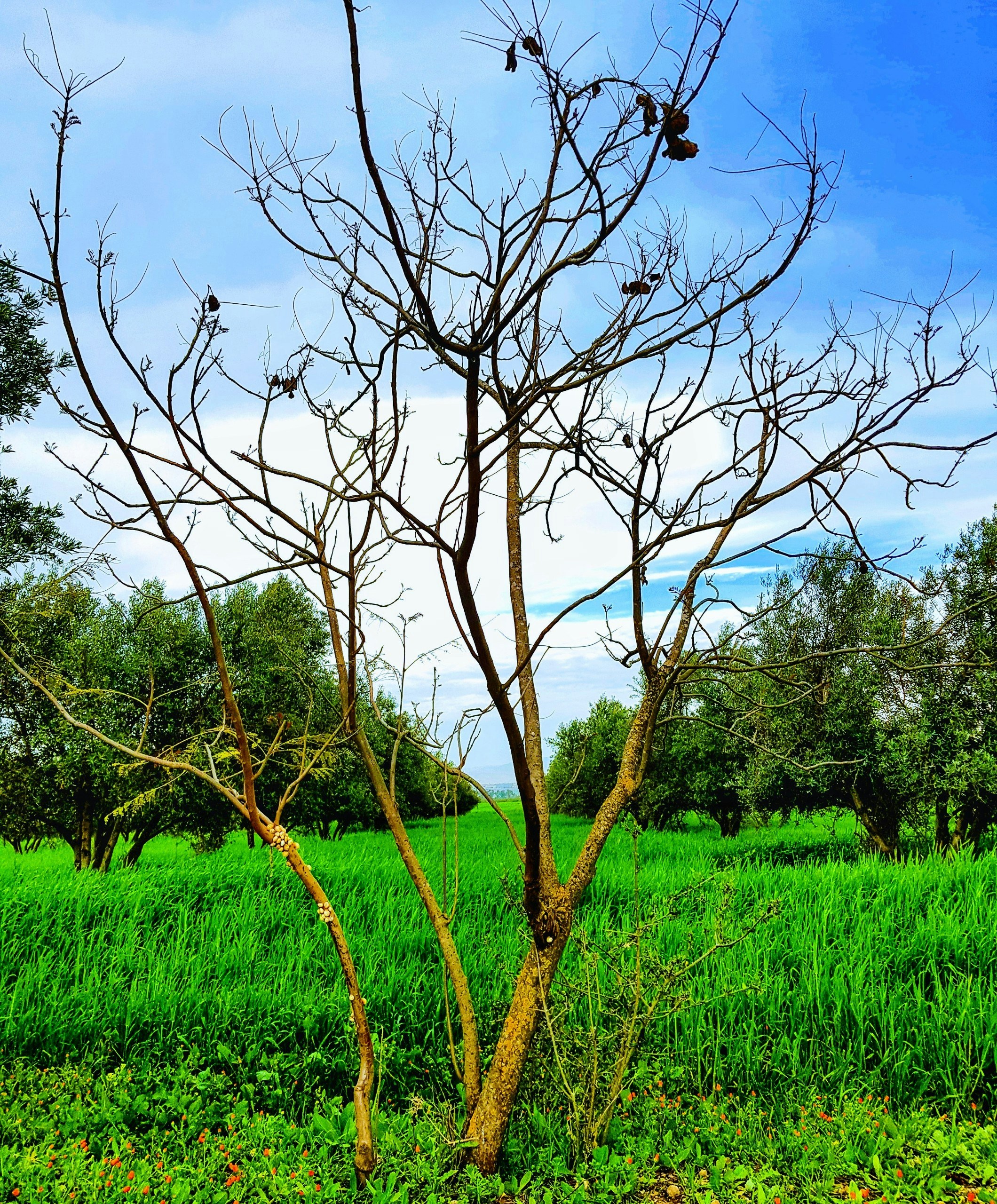 Foto Un árbol sin hojas en un campo cubierto de hierba – Imagen ...