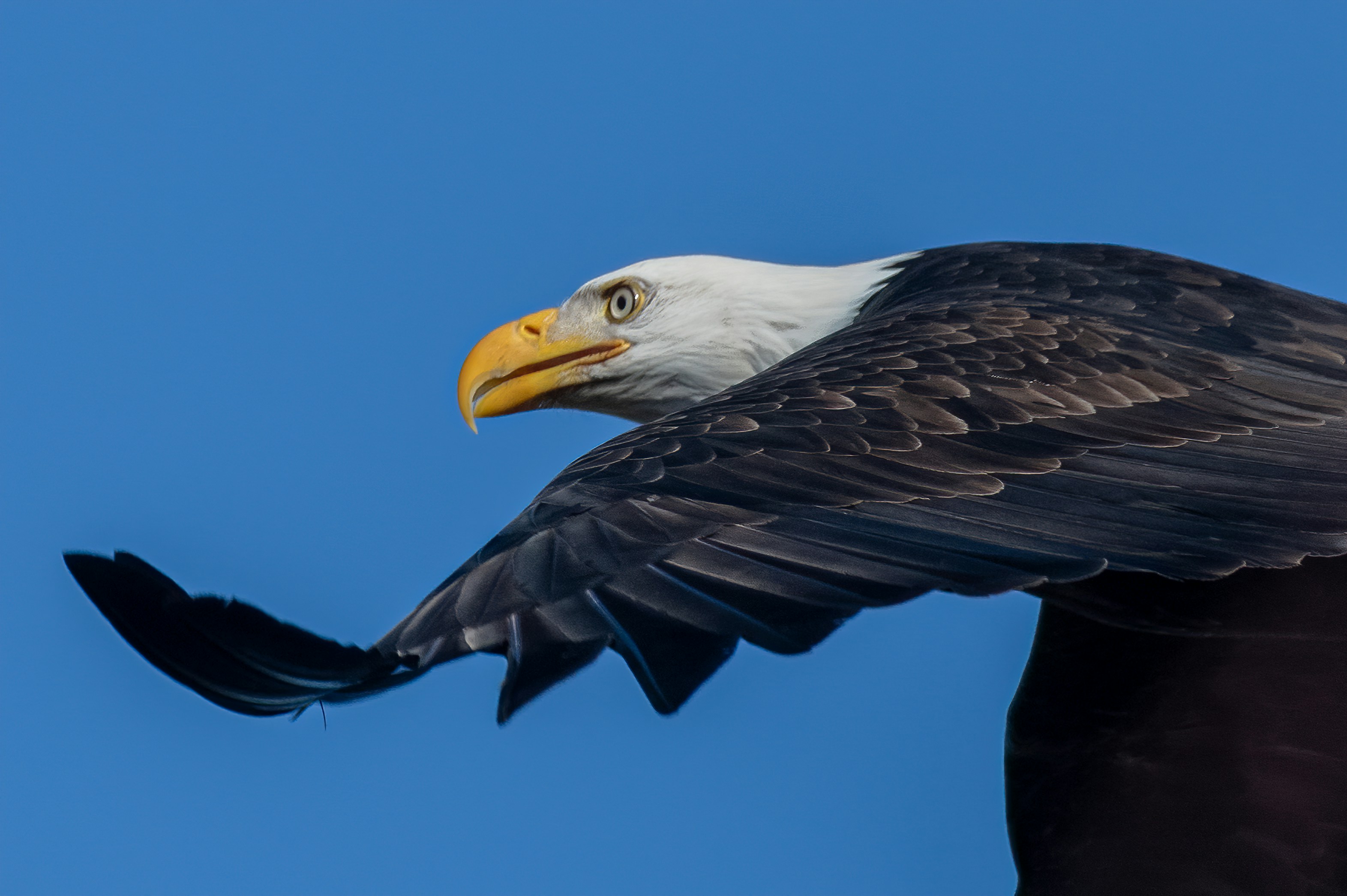 A bald eagle flying through a blue sky photo – Free Nature Image on ...