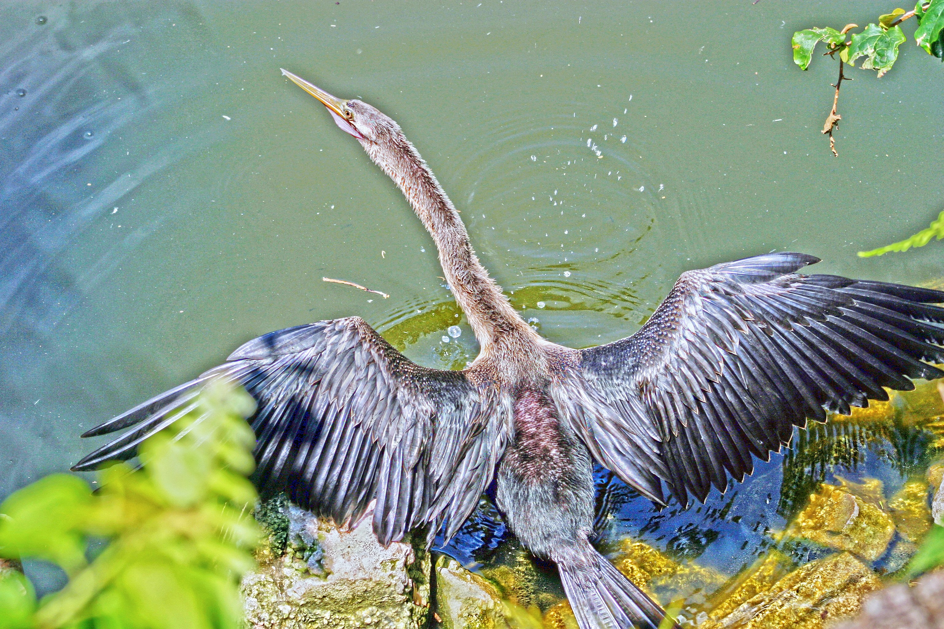 Anhinga spreading its wings above the water, showcasing its distinctive plumage and graceful posture. The scene captures the essence of this aquatic bird in its natural habitat.
