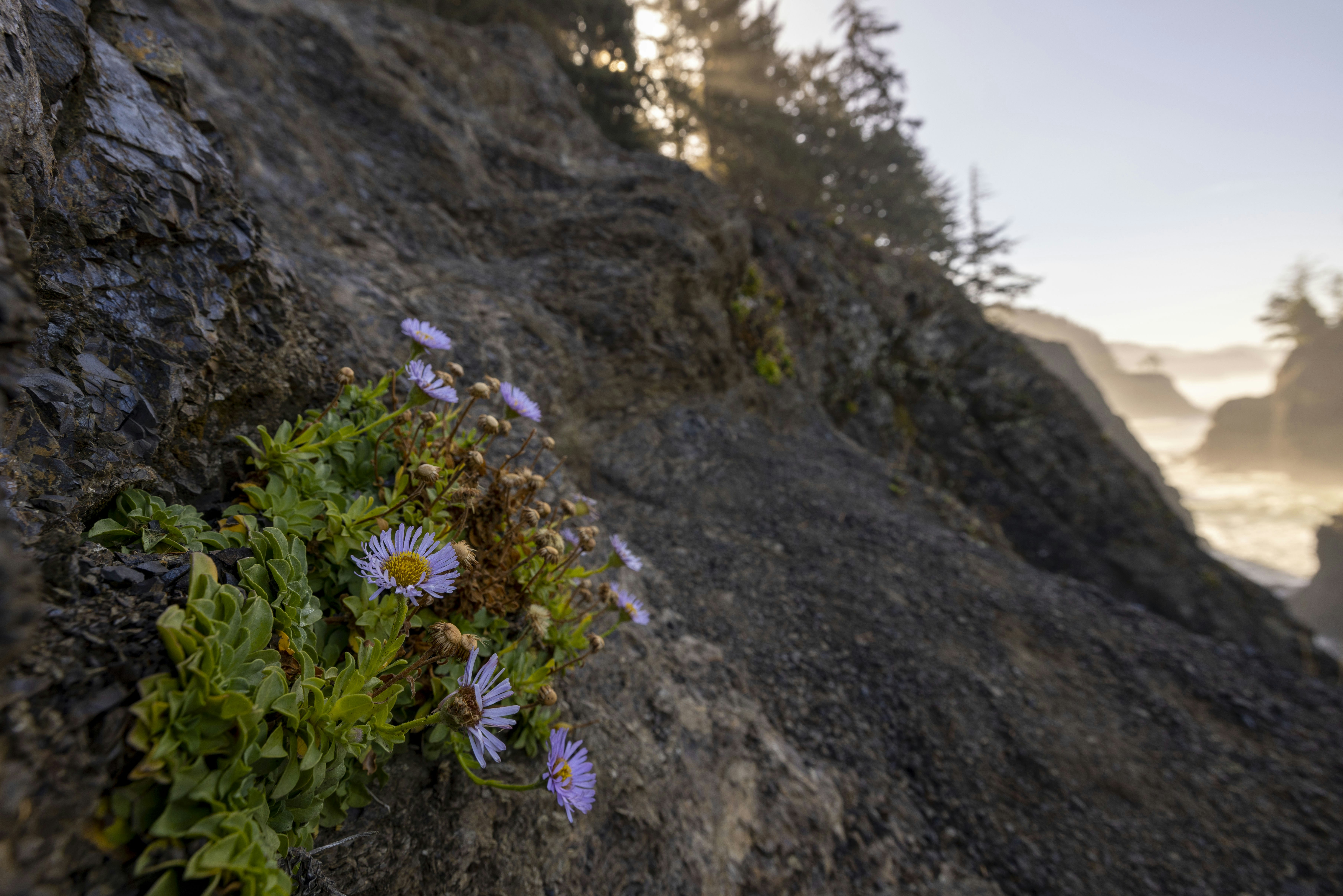 Deserted cliffside bloom catching the first light