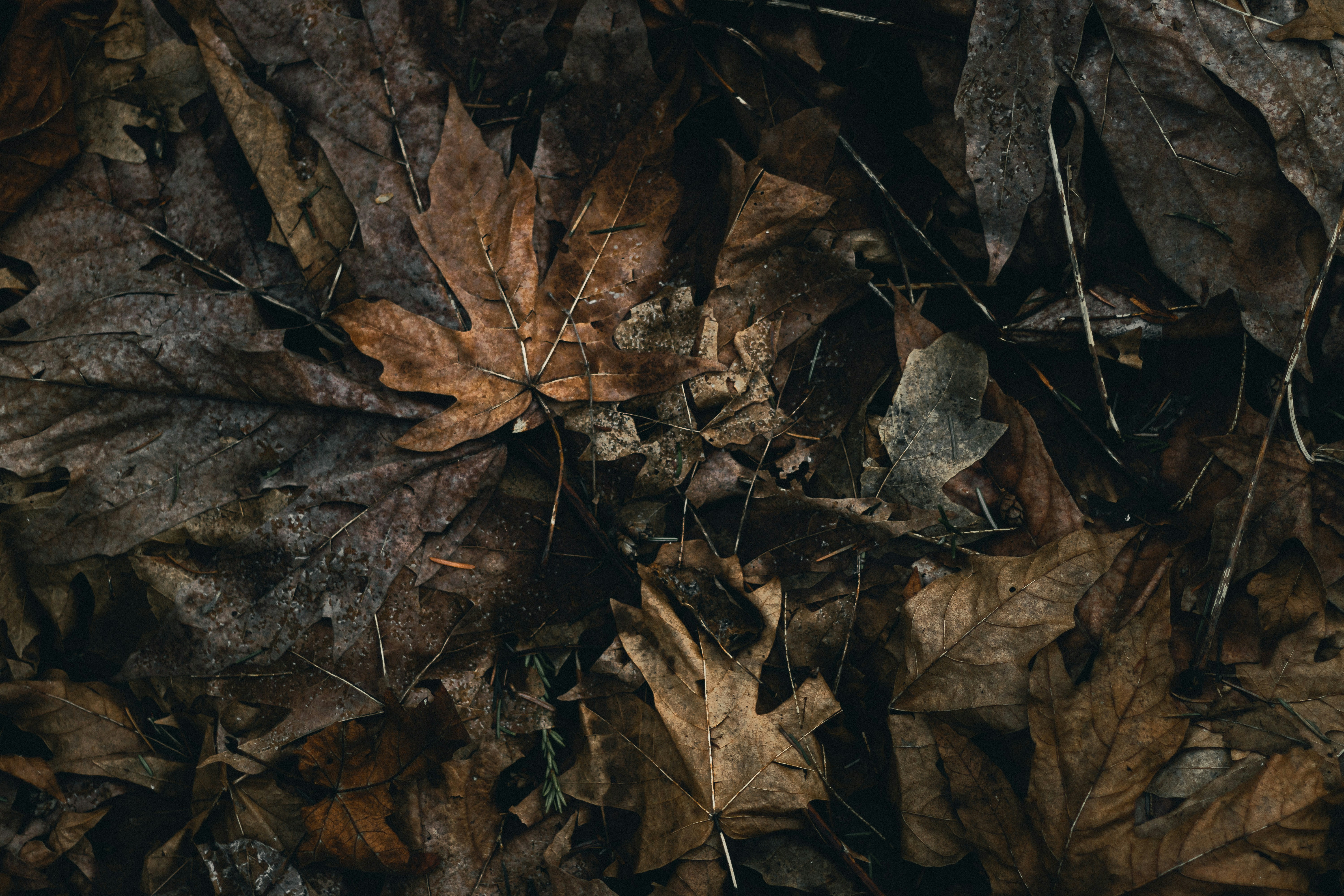 A dense carpet of autumn leaves in varying shades of brown and gray, showcasing nature's intricate textures and patterns.