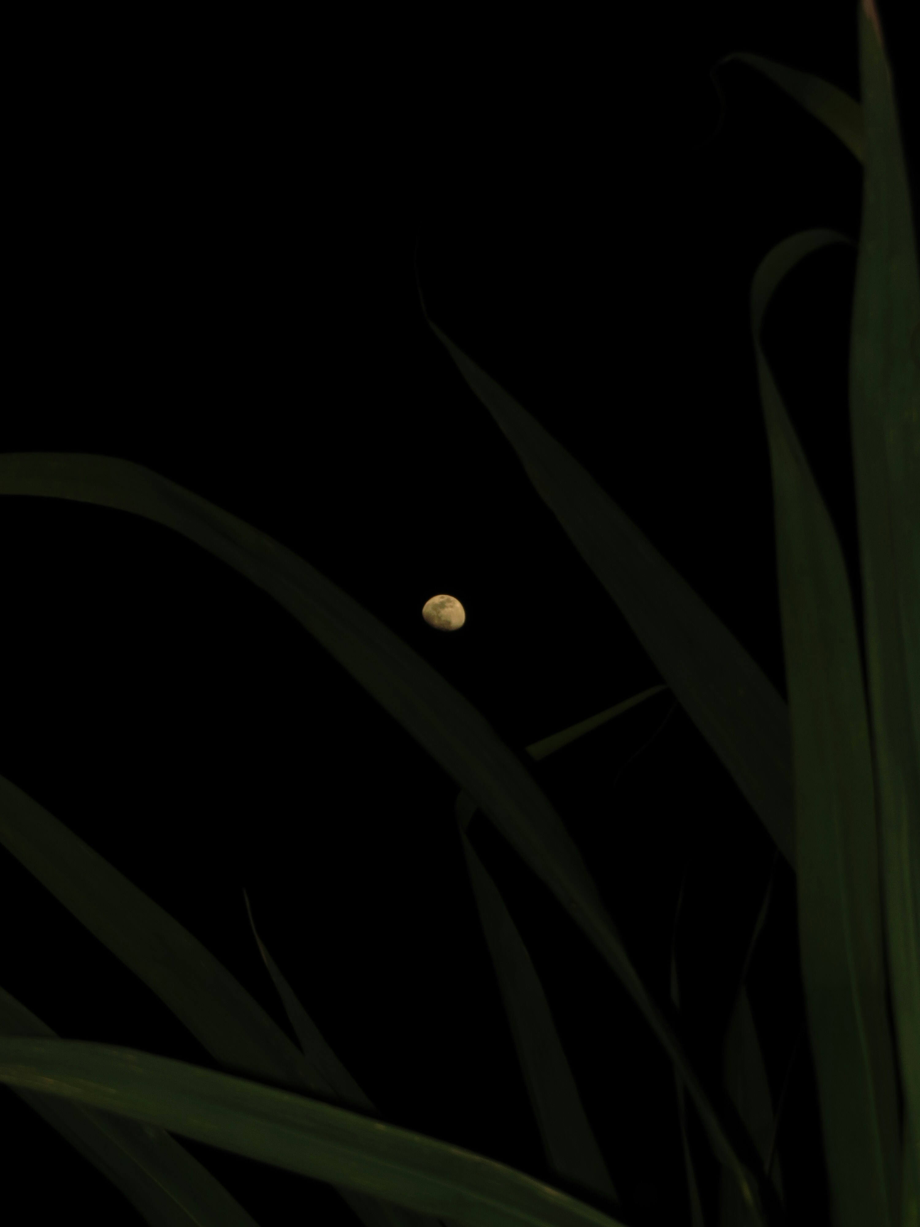 a plant with a white ball in the middle of it