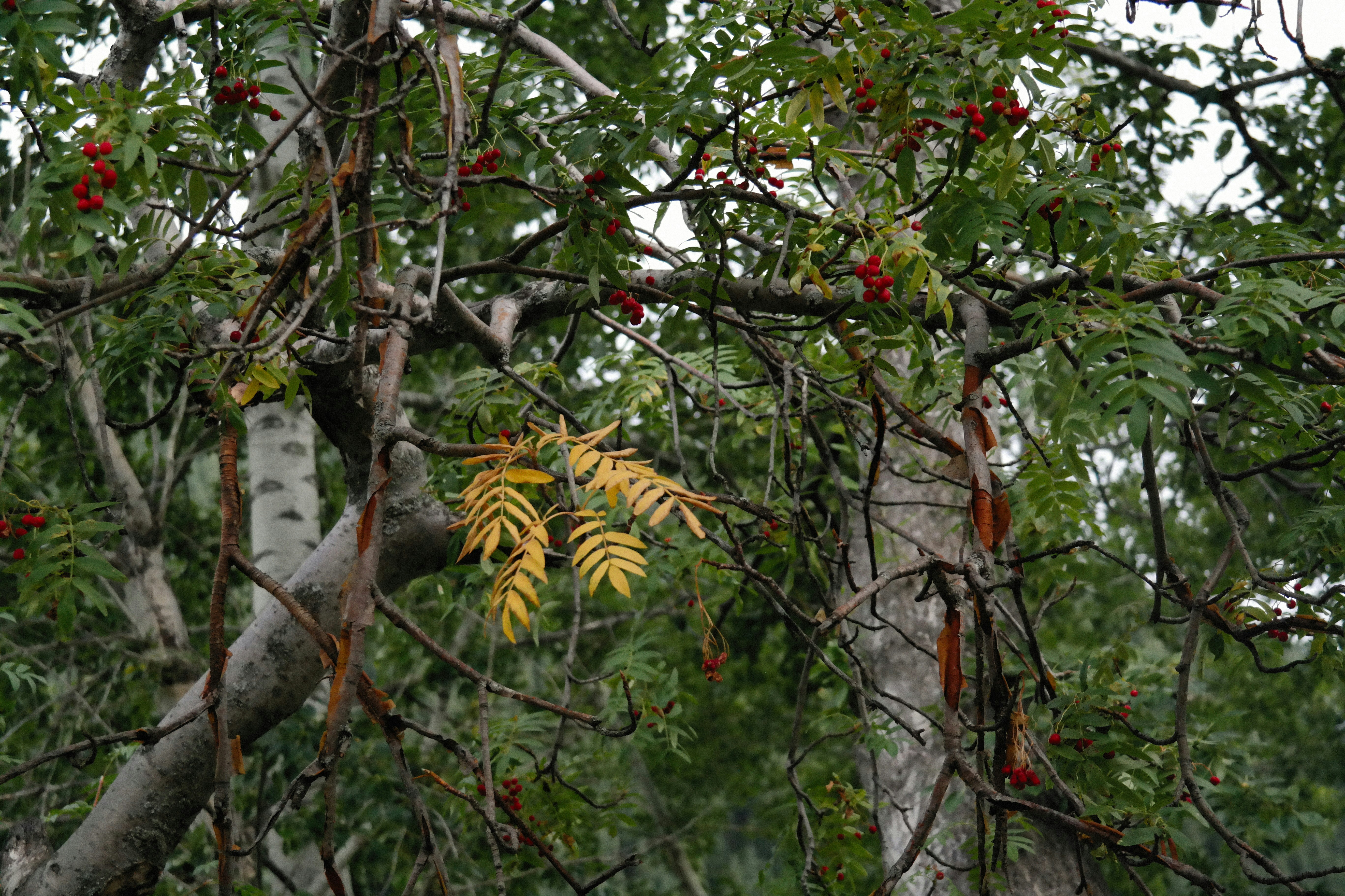 a group of trees with leaves and berries on them