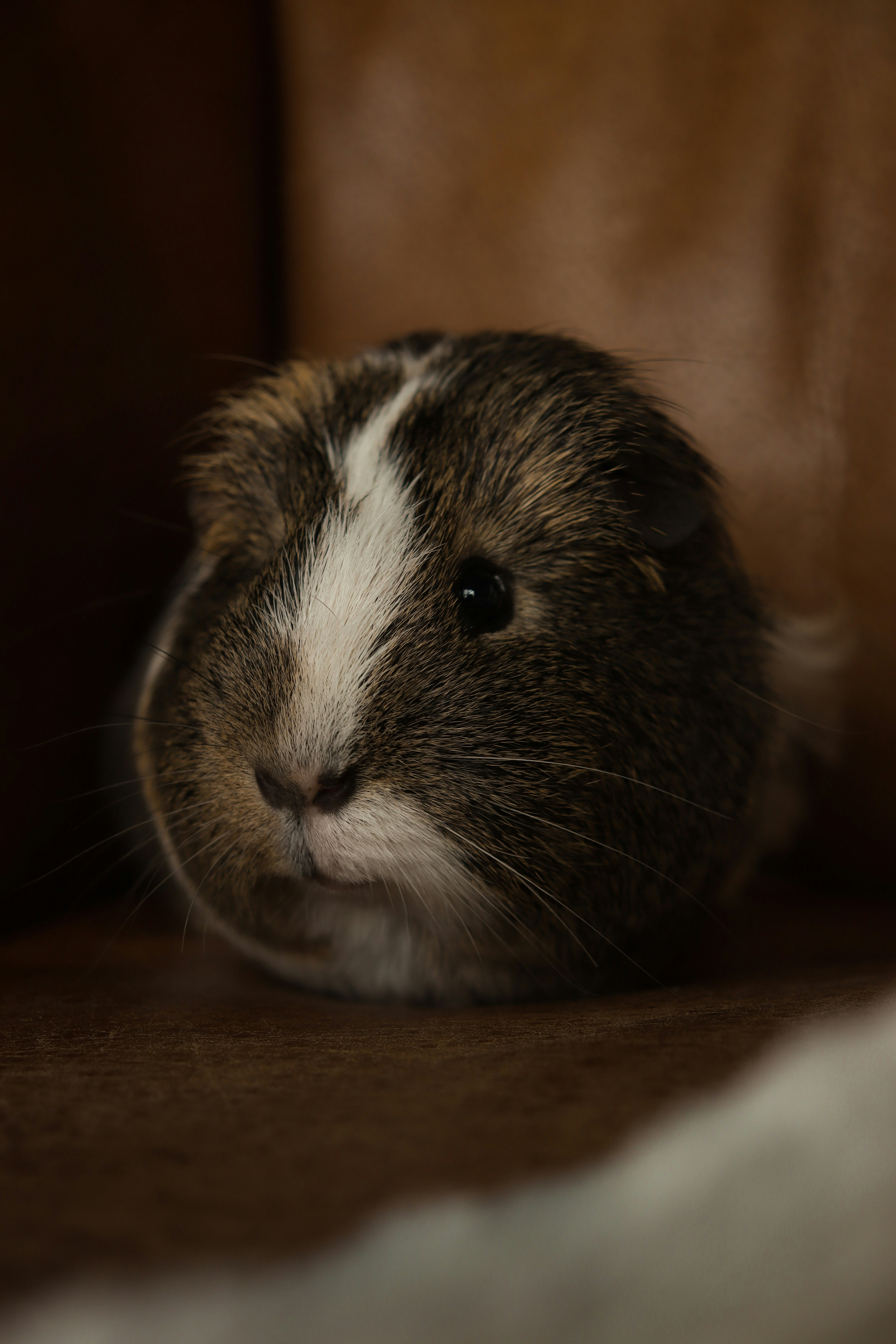A close up of a guinea pig on a couch photo – Free Rodent Image on Unsplash