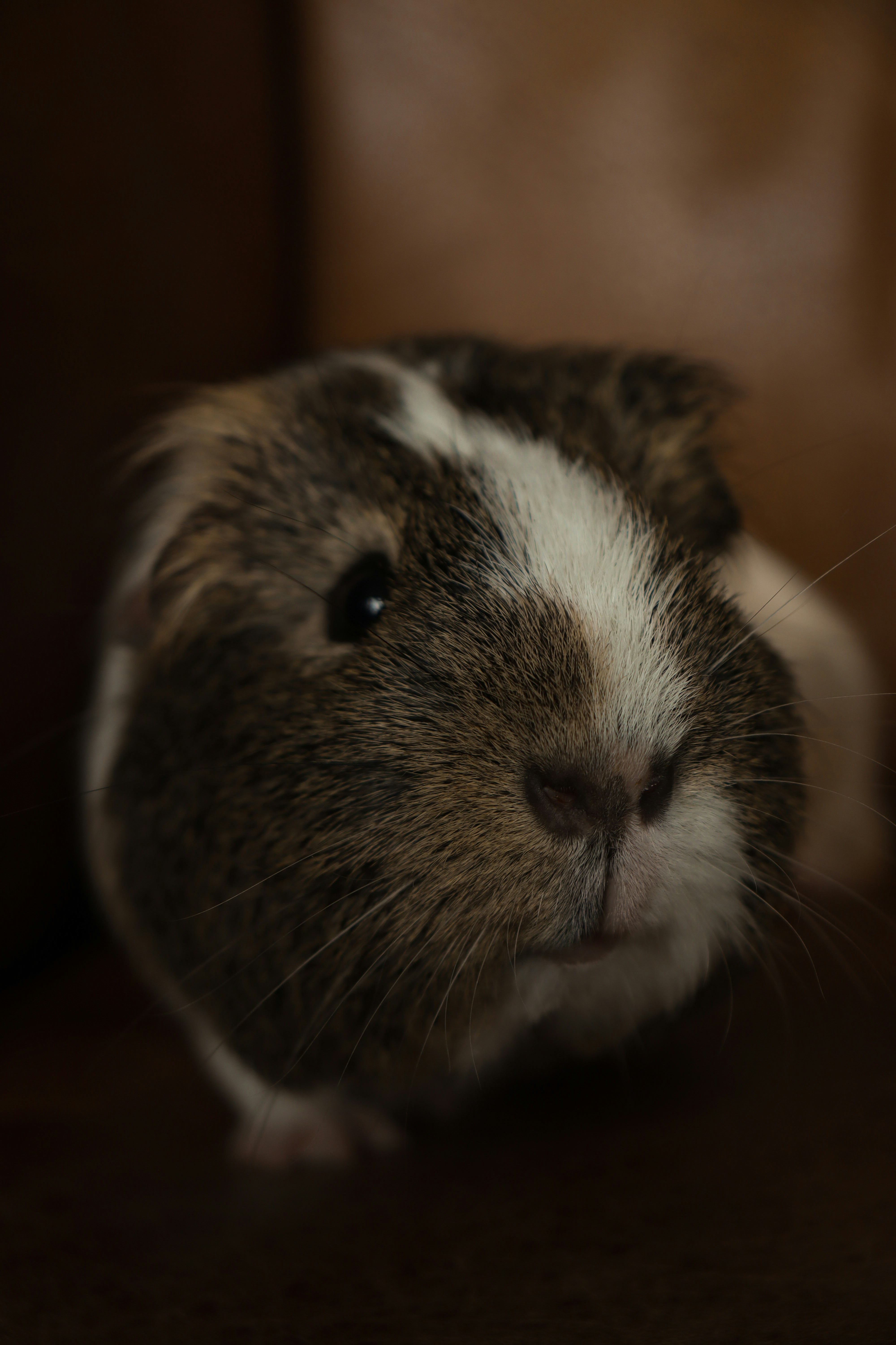 Curious Velvet Face: A Guinea Pig Peeks from the Shadows