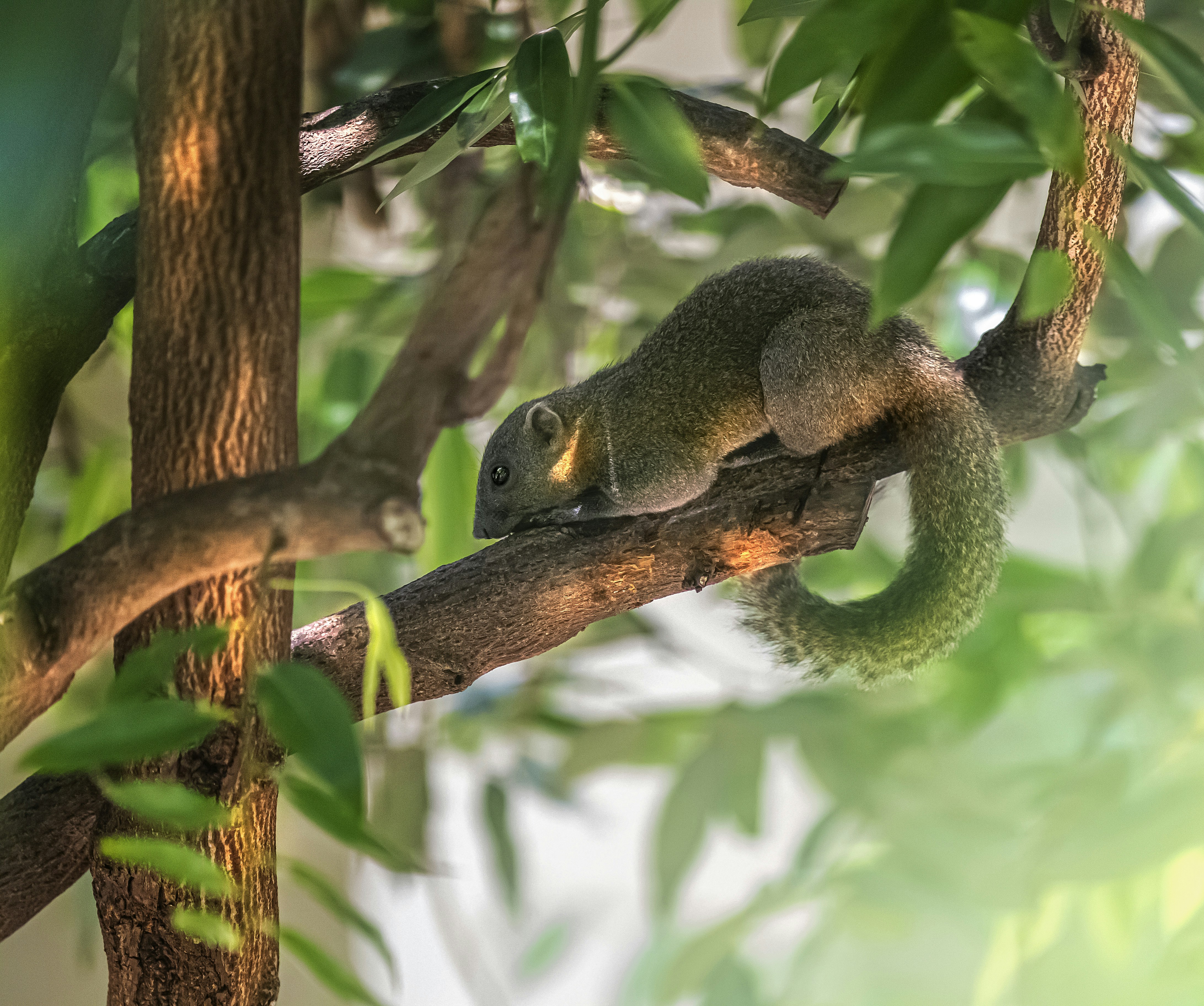 A small animal sitting on top of a tree branch photo – Free Animal ...