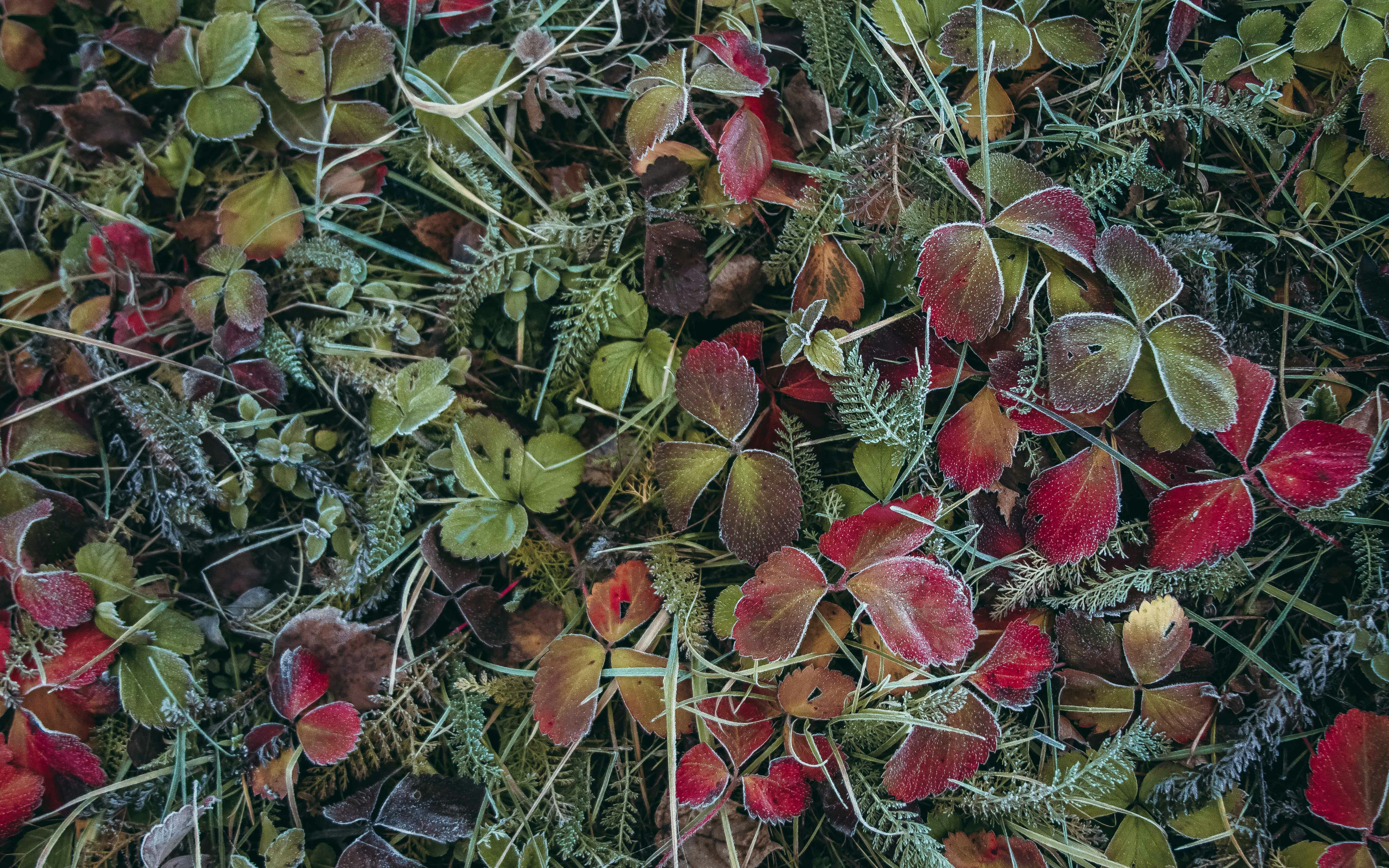 A vibrant carpet of frost-kissed leaves in various shades of green and red, showcasing the transition of seasons.