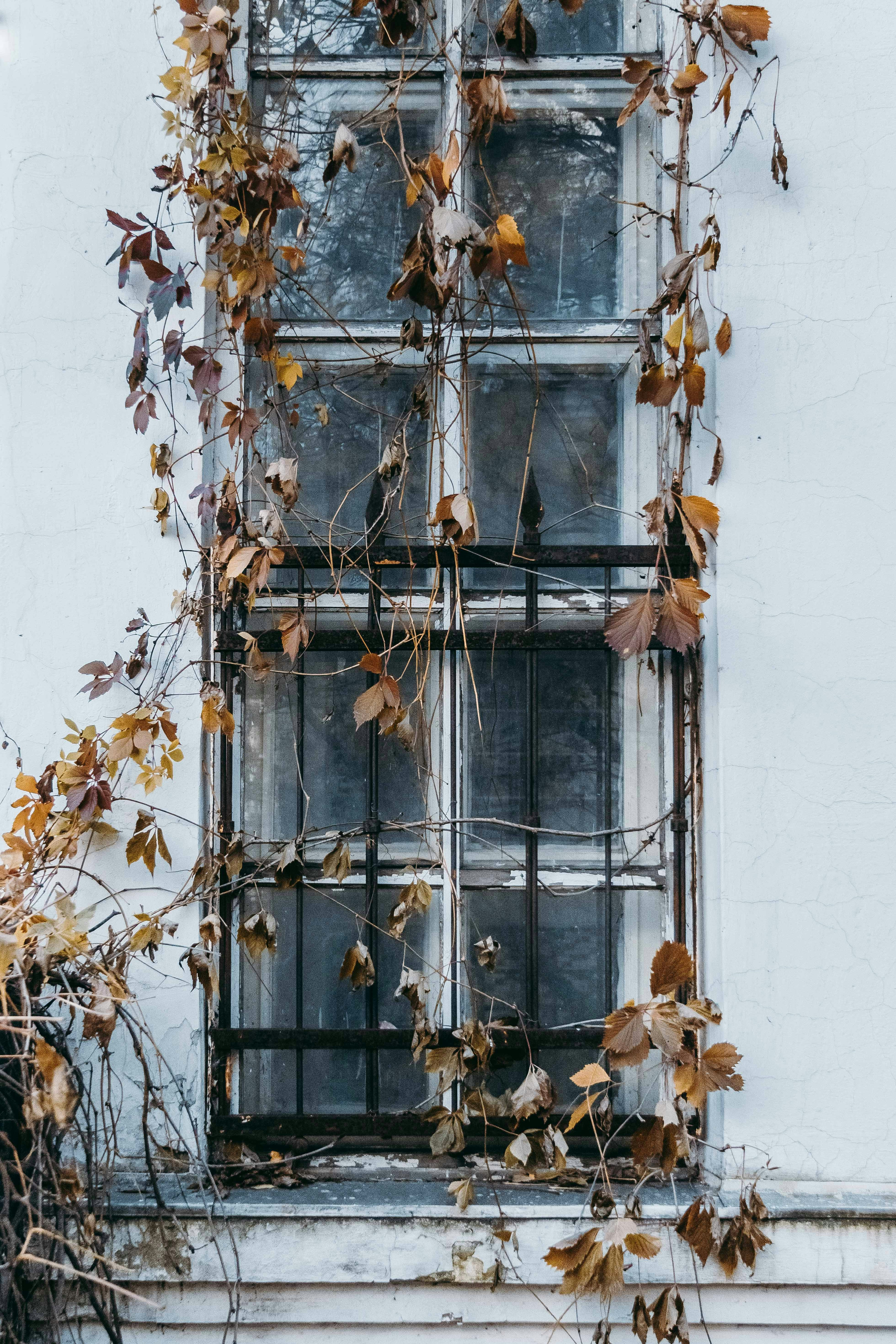 Ivy Veil on a Weathered Window: A Powder-Blue Facade’s Quiet Frame