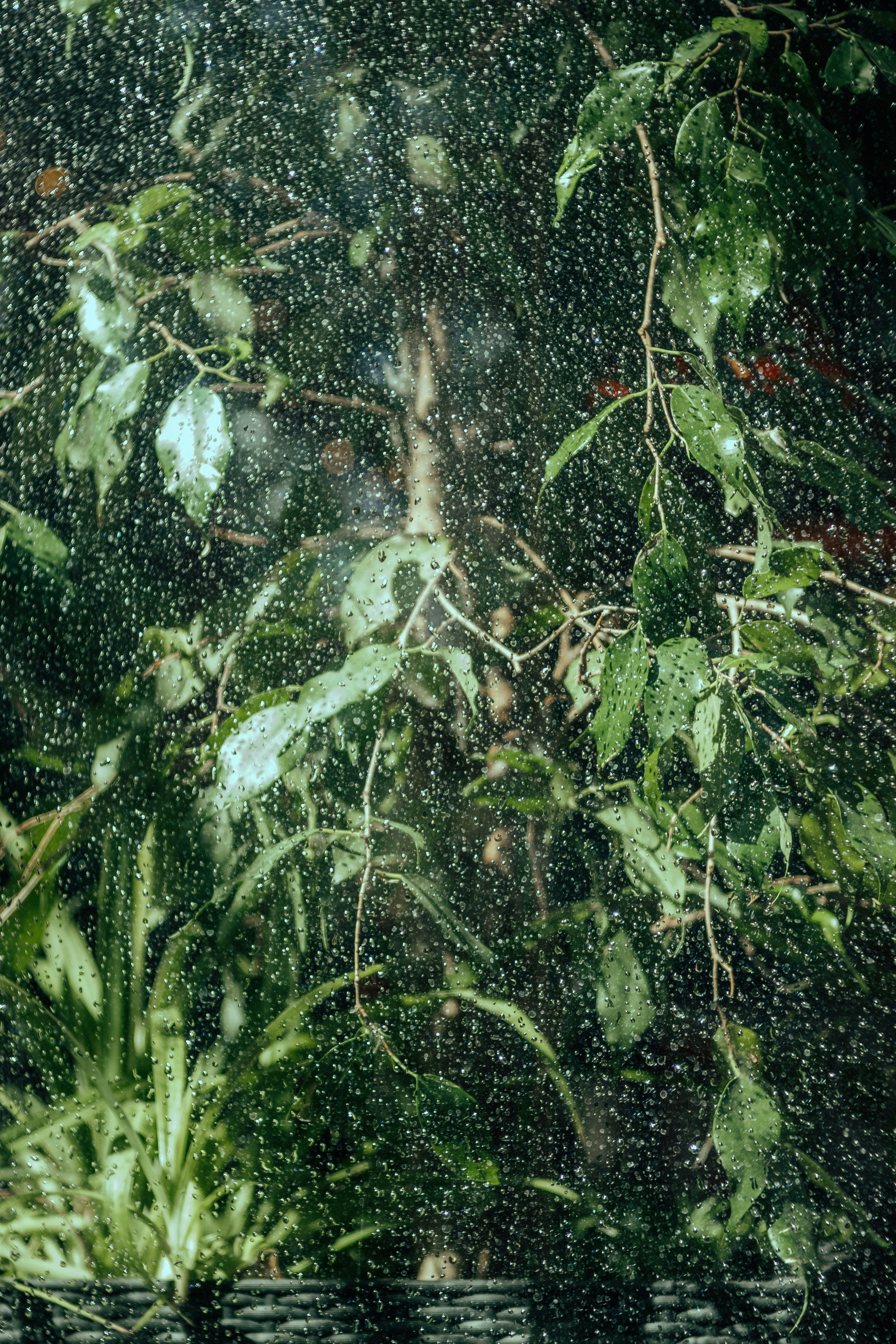 Raindrops cascade down a glass surface, blurring the vibrant green leaves of plants behind it. The scene captures a serene moment of nature's interplay with weather.
