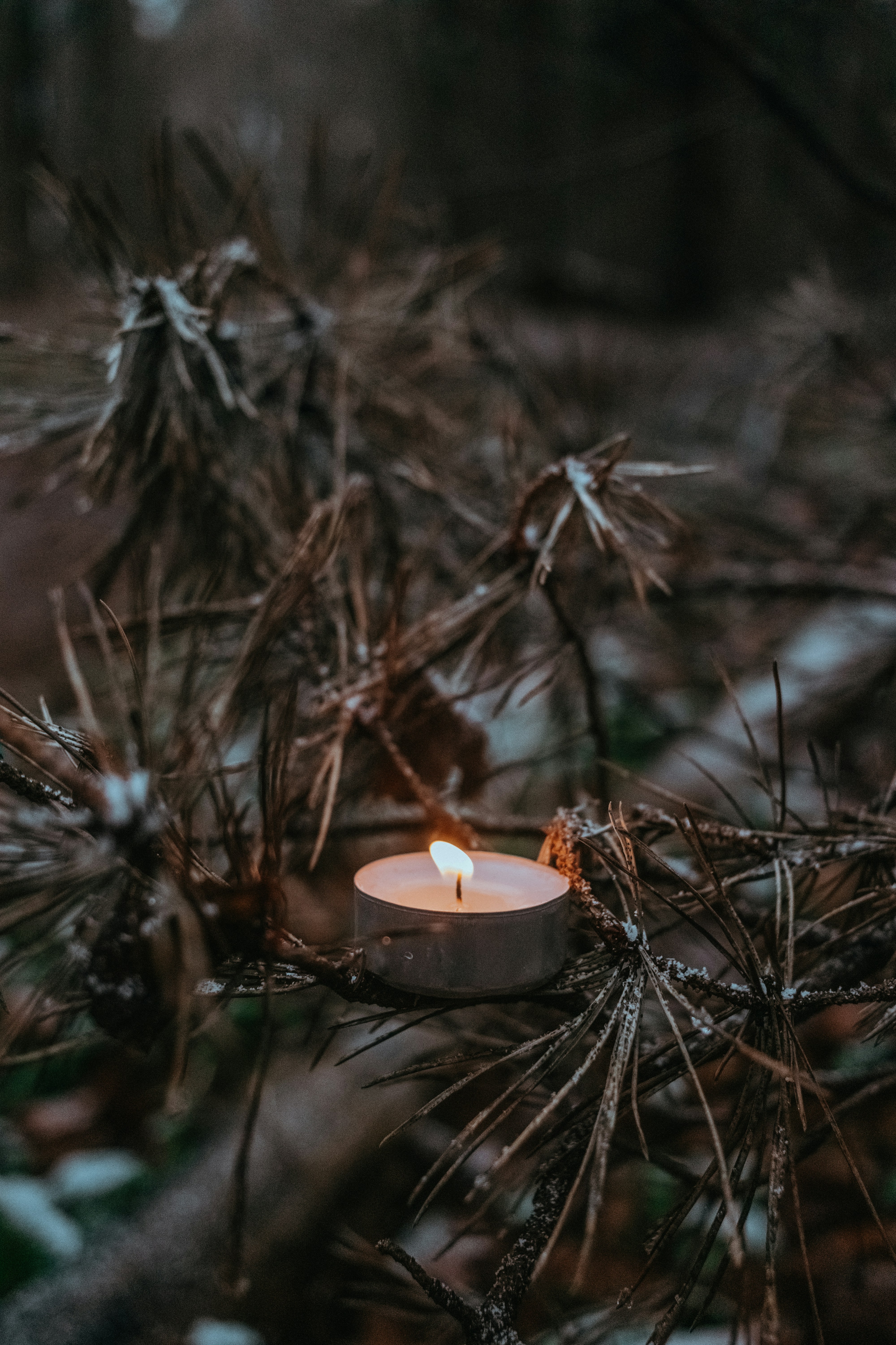 The Quiet Flame in a Frost-Woven Thornscape