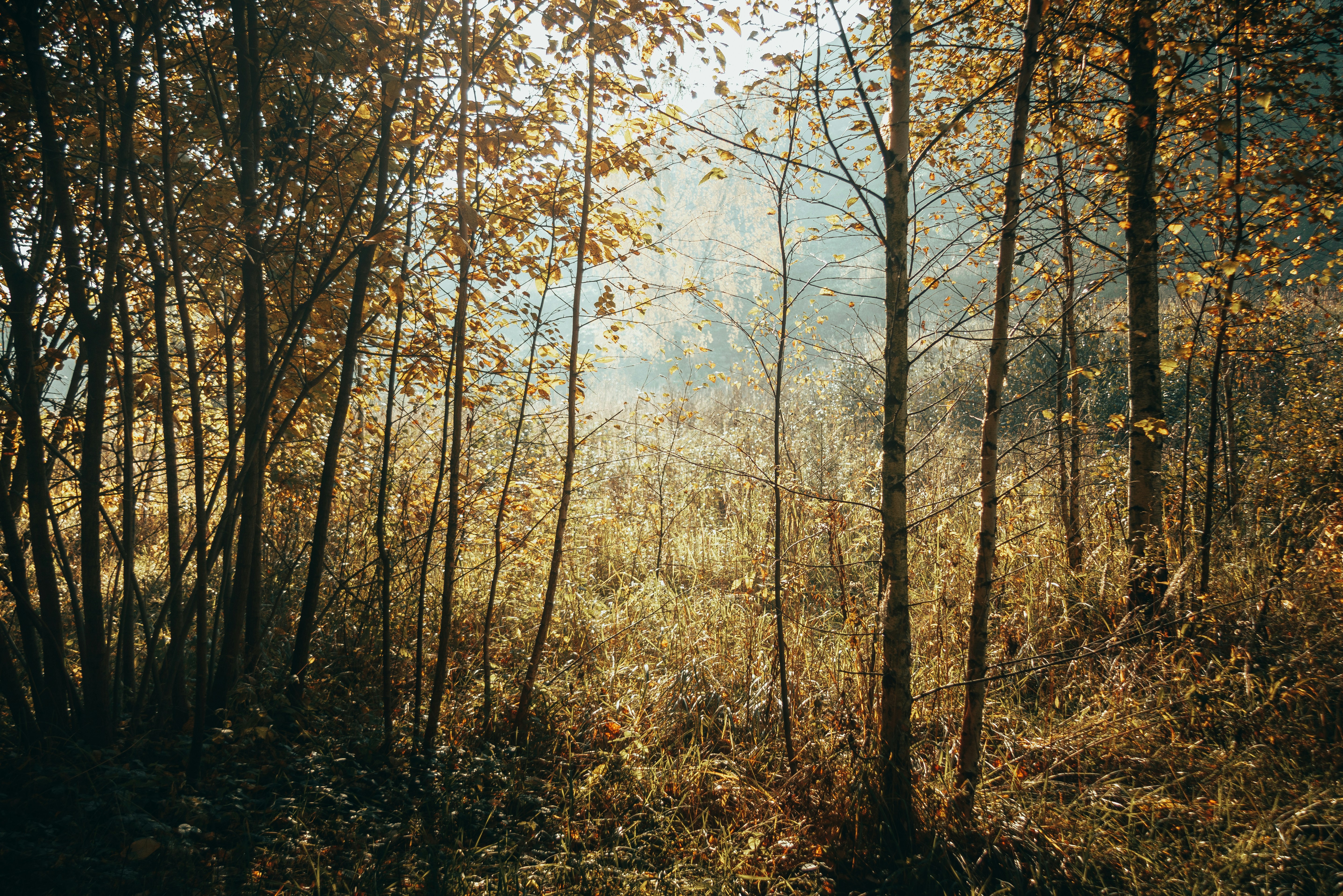A forest filled with lots of tall trees photo – Free Plant Image on ...