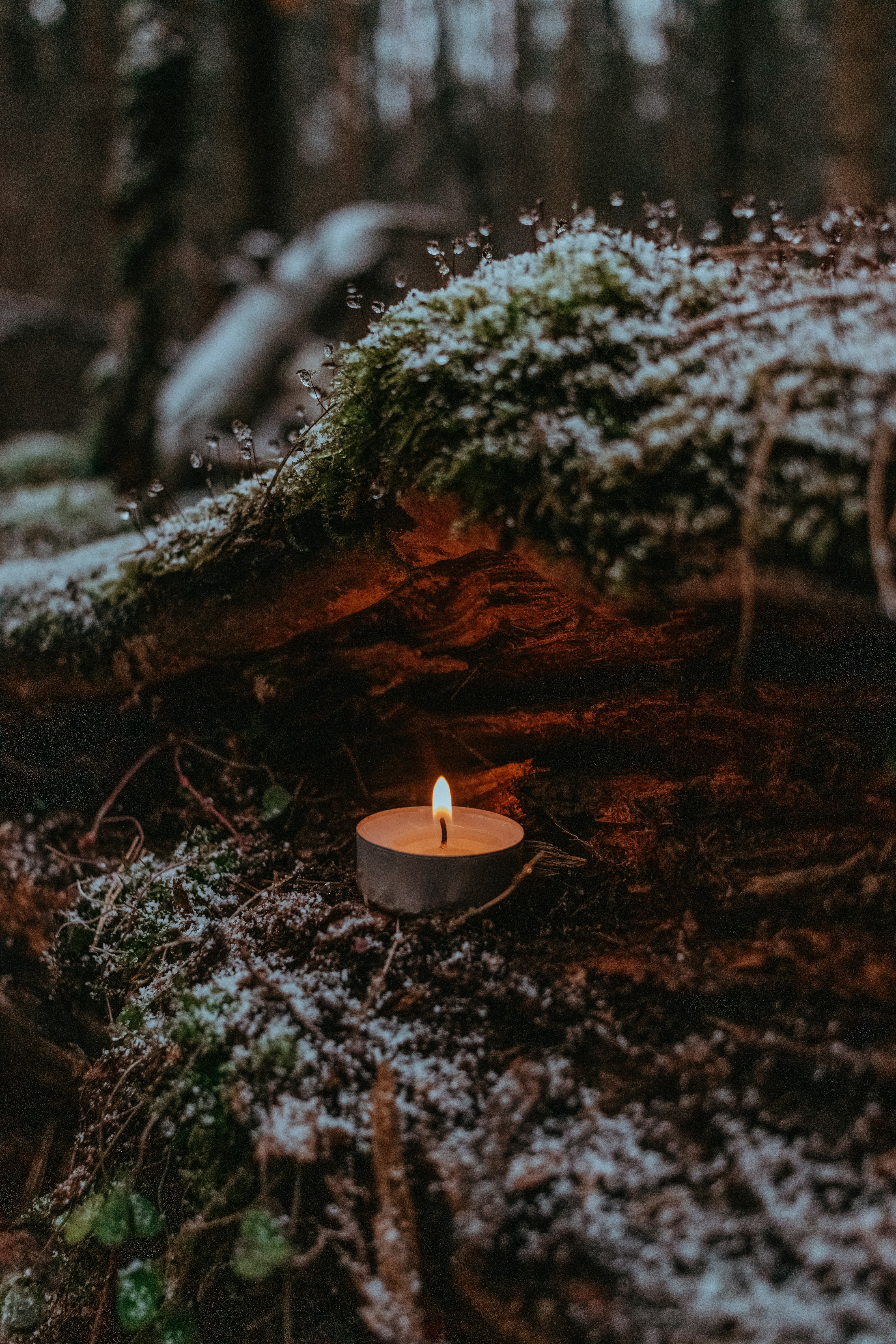 Candle on Moss: A Quiet Beacon in the Frosted Understory