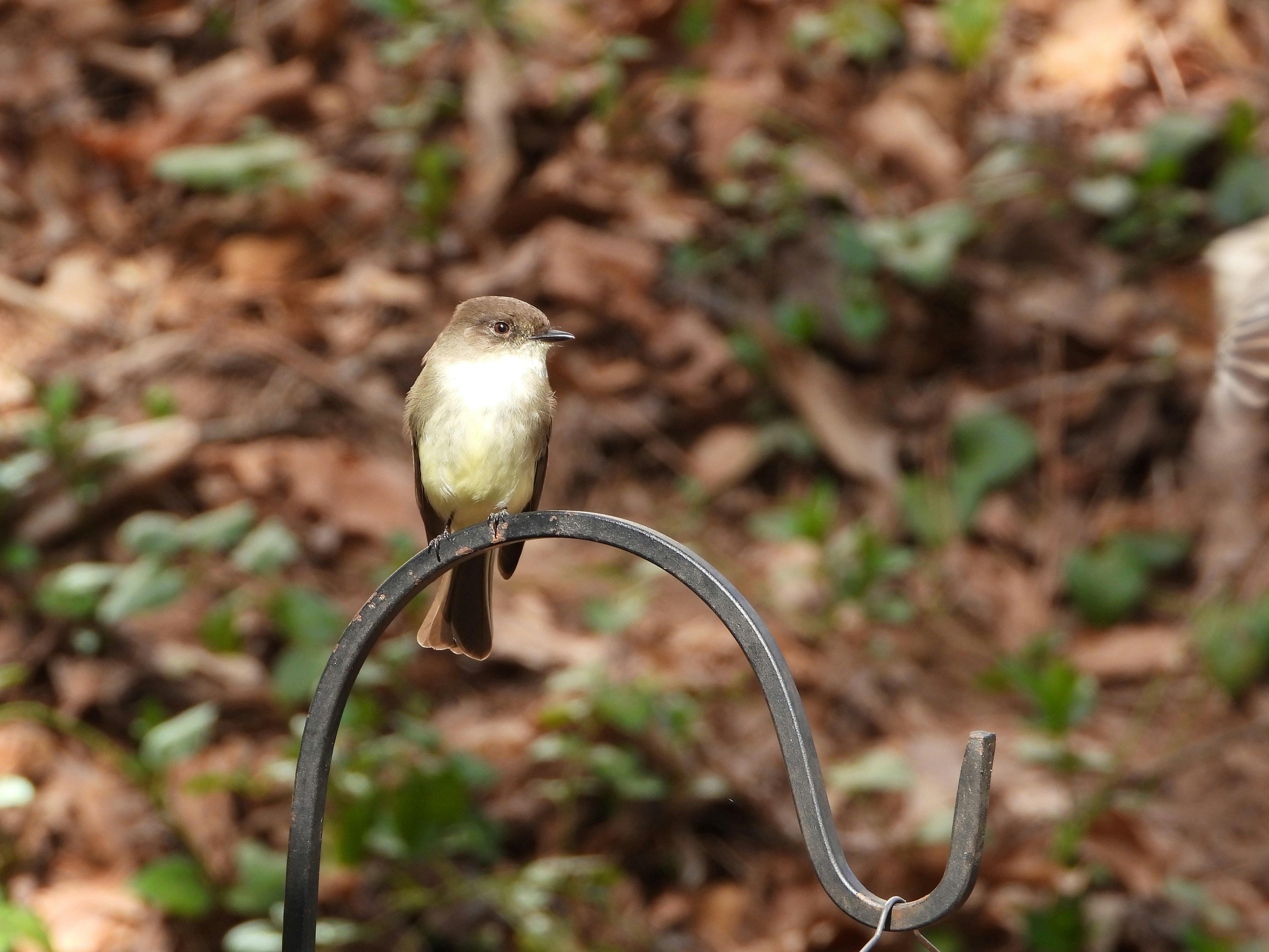 Tiny Warbler on a Wrought-Iron Arch in a Leaf-Littered Clearing