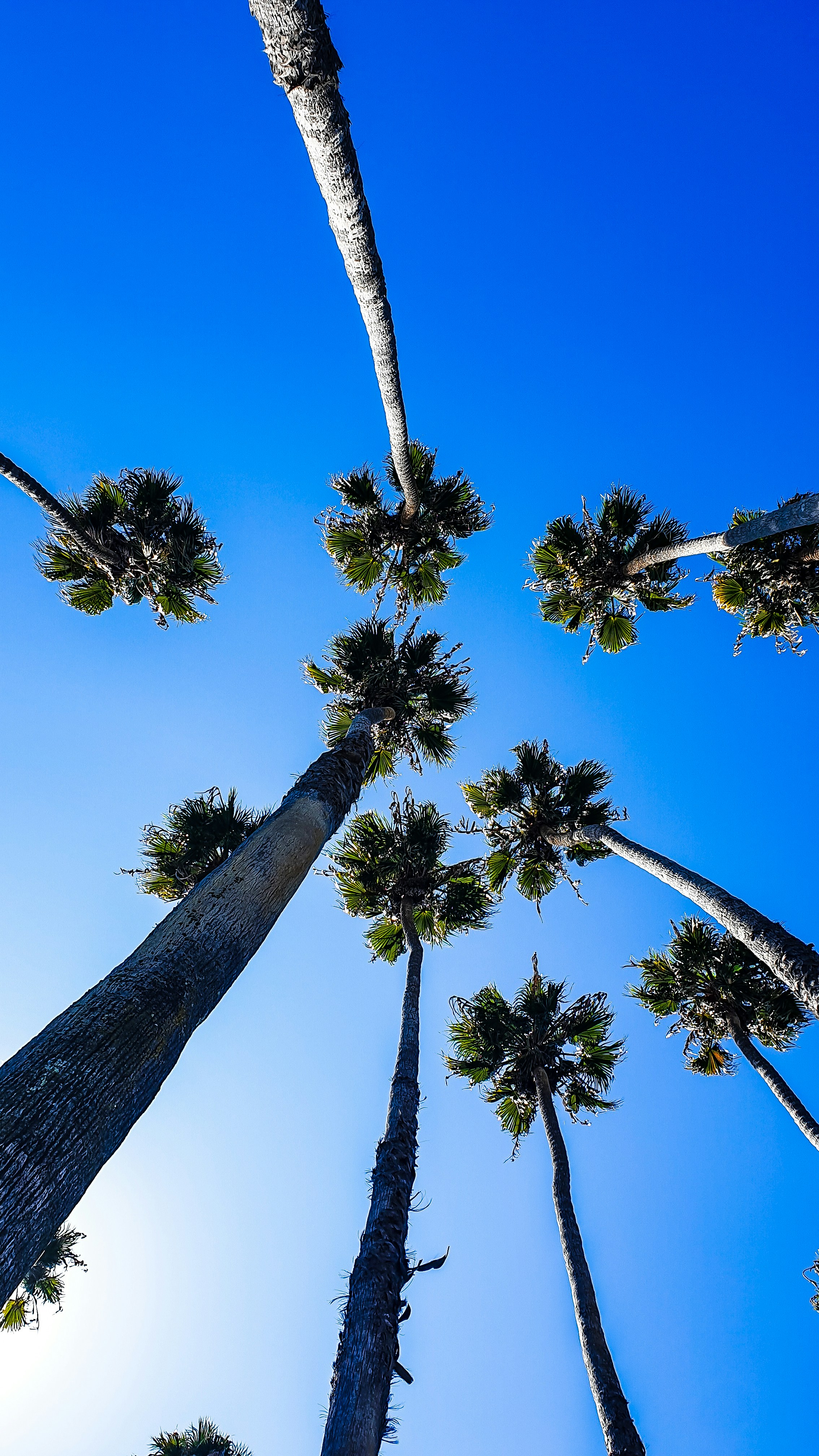 Crown of Palm Canopies Reaching Toward a Deep Blue Sky