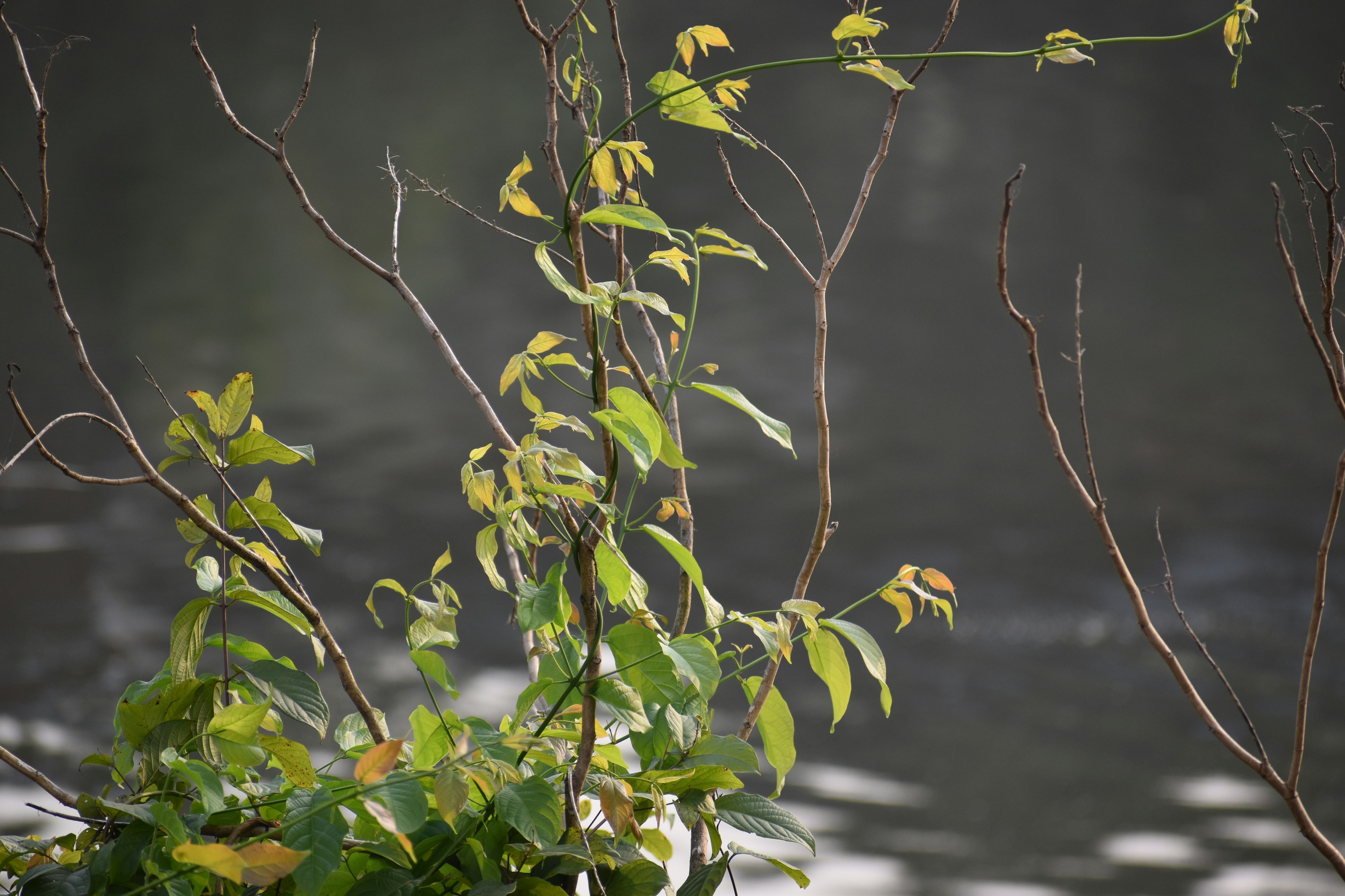 Delicate green leaves and bare branches intertwine at the water's edge, reflecting the calm ambiance of the scene.