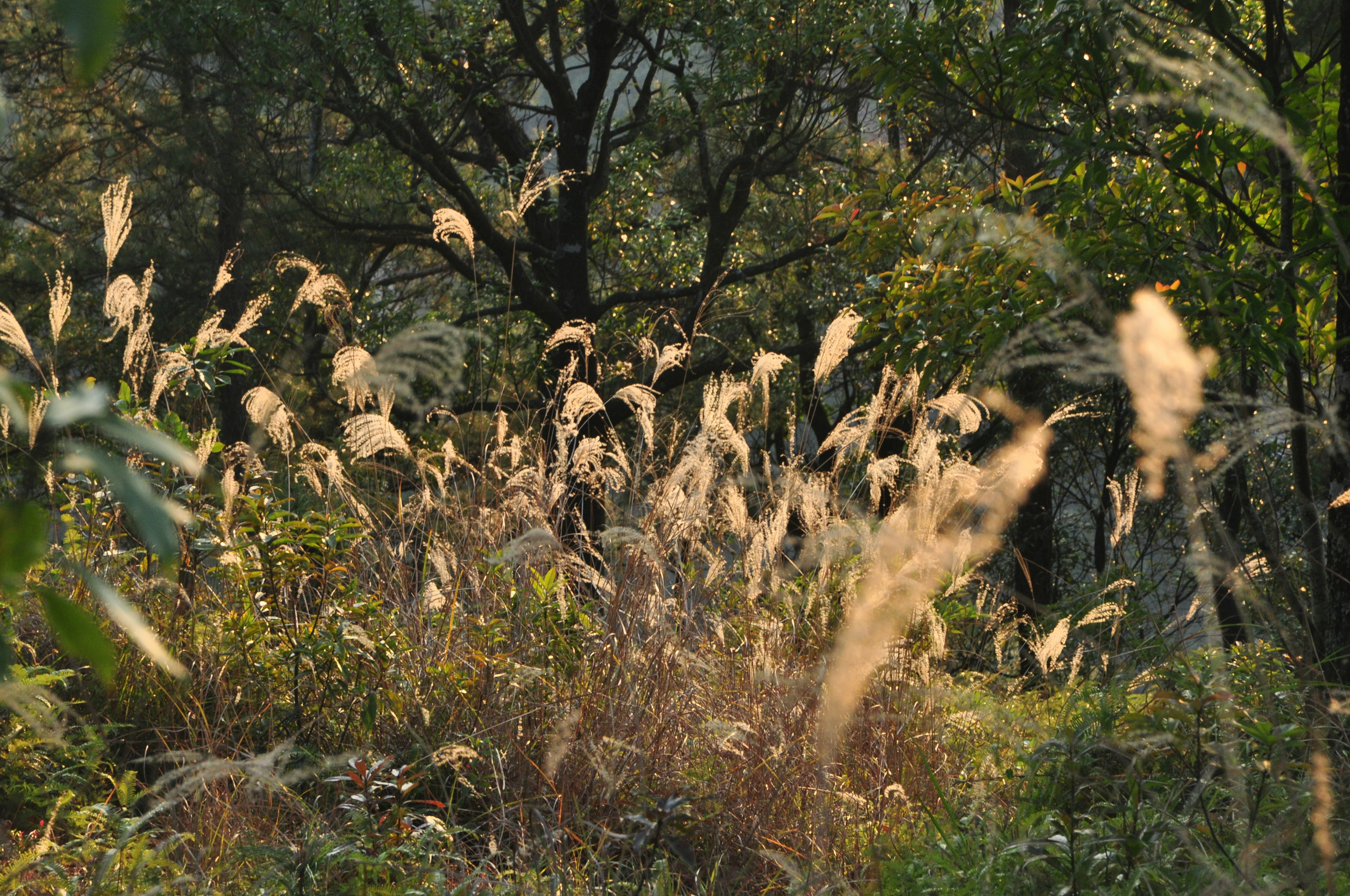 a field of tall grass with trees in the background