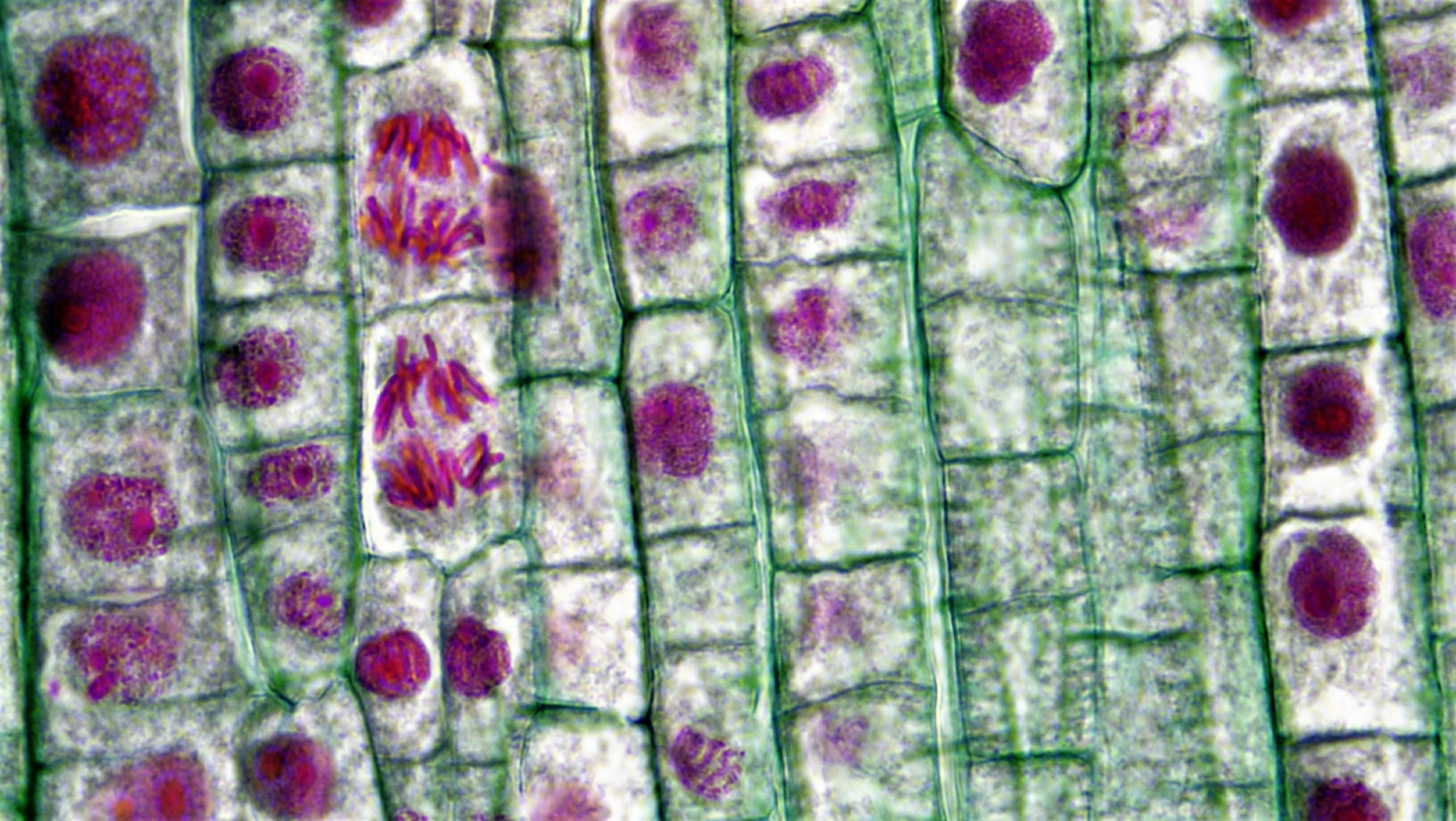 A close up view of a plant cell photo – Free Https://www.flickr.com ...