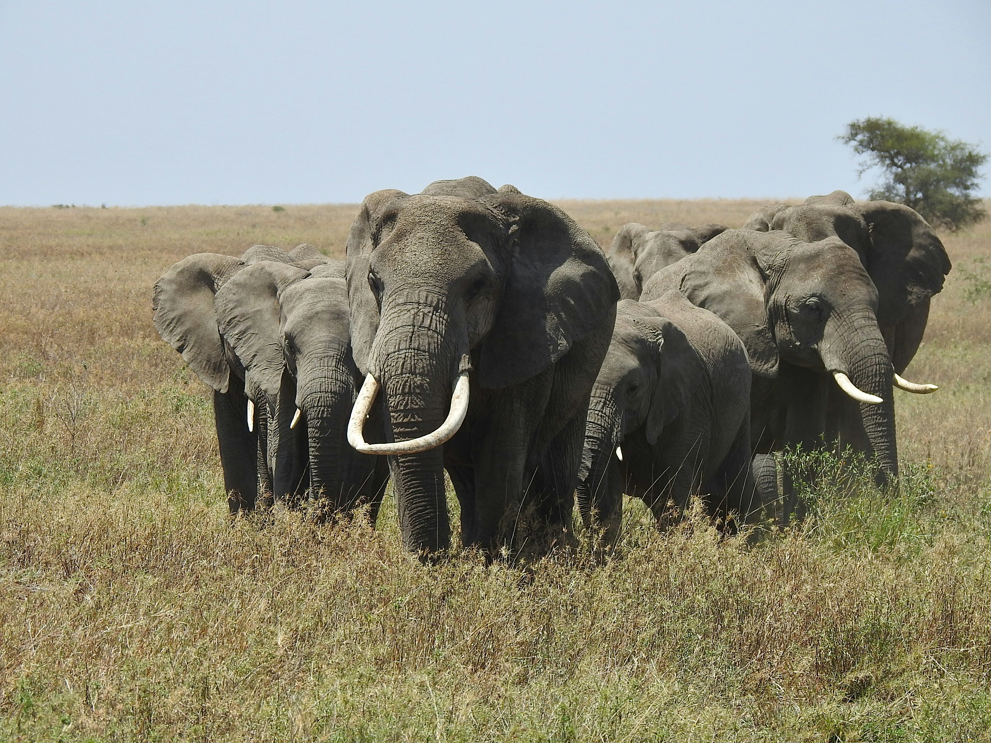 A herd of elephants marching across a sunlit grassland with a distant tree under the clear sky.