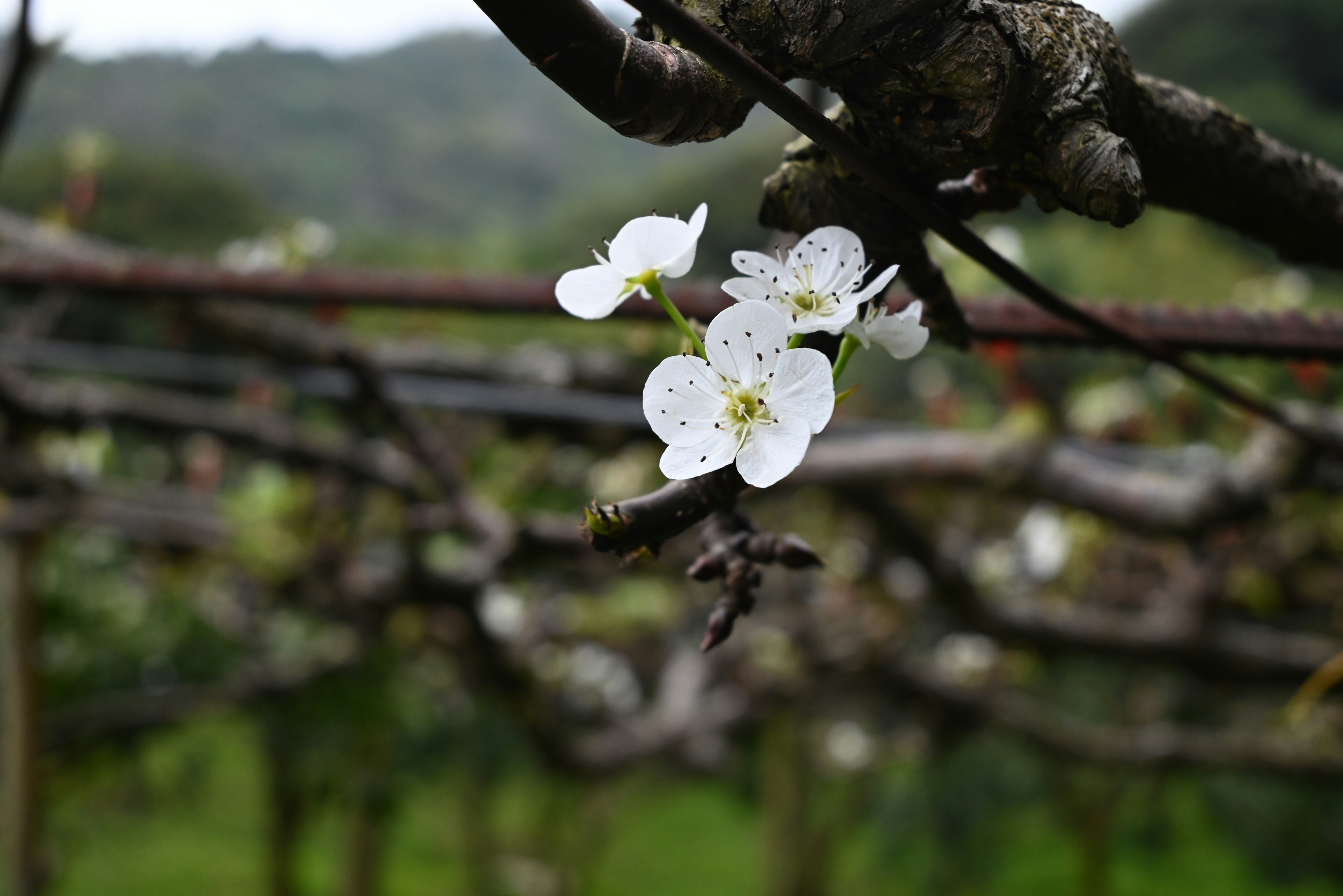 a branch of a tree with white flowers