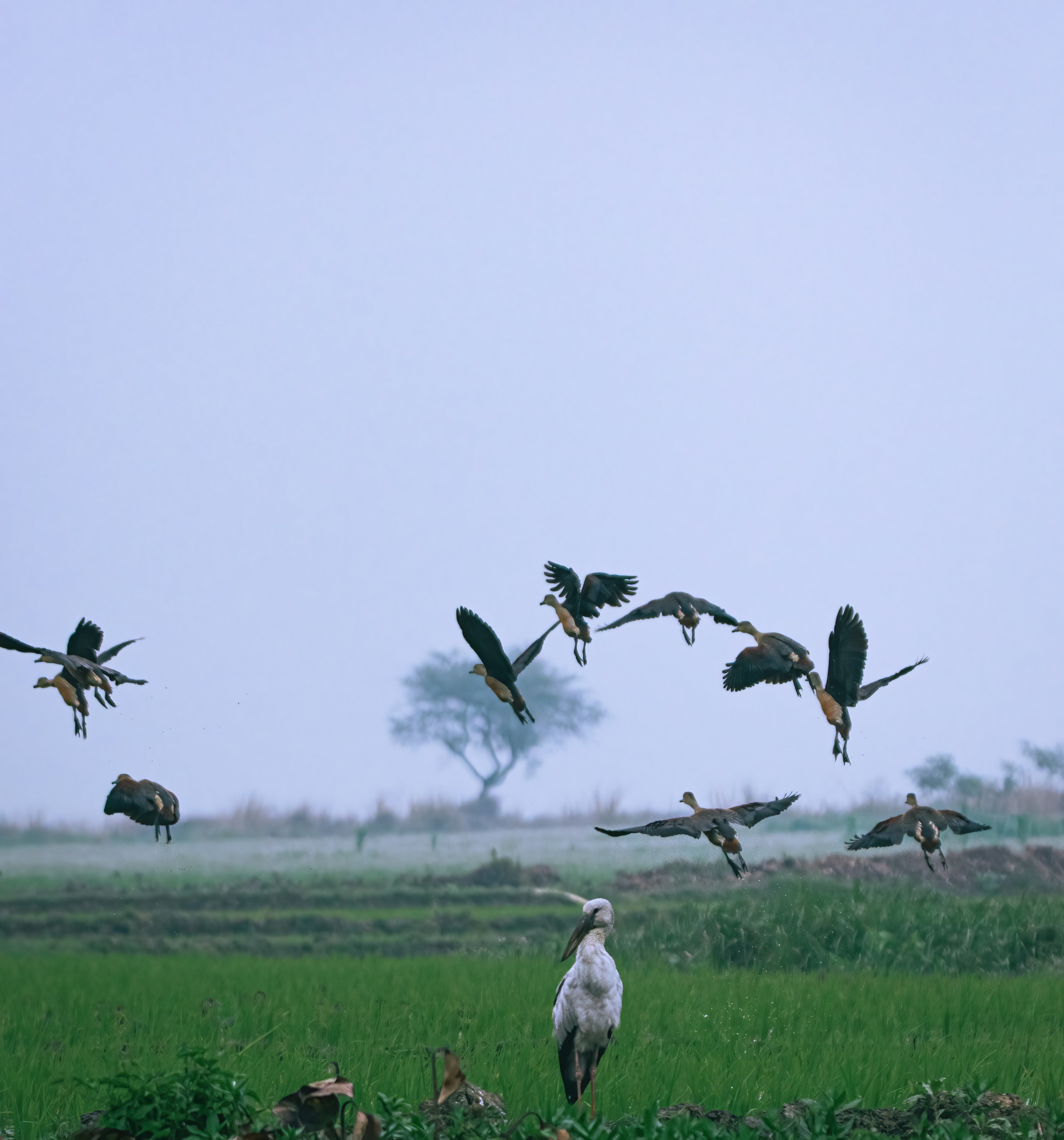 A white bird stands in a lush green field as several other birds take flight against a muted, foggy backdrop.