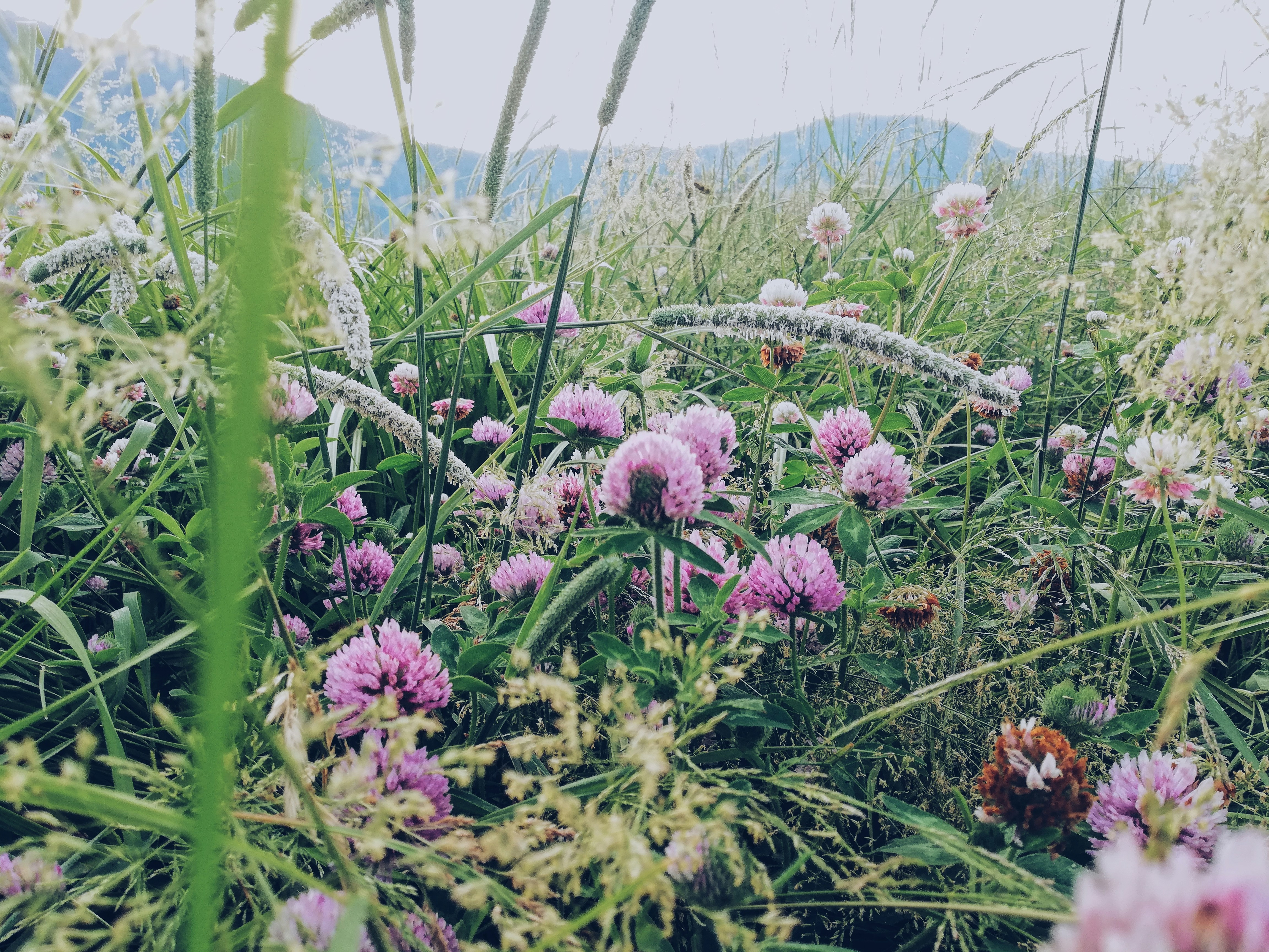 Colorful pink globe flowers rise among green grasses in a sunlit meadow, with distant hills blurred in the background.