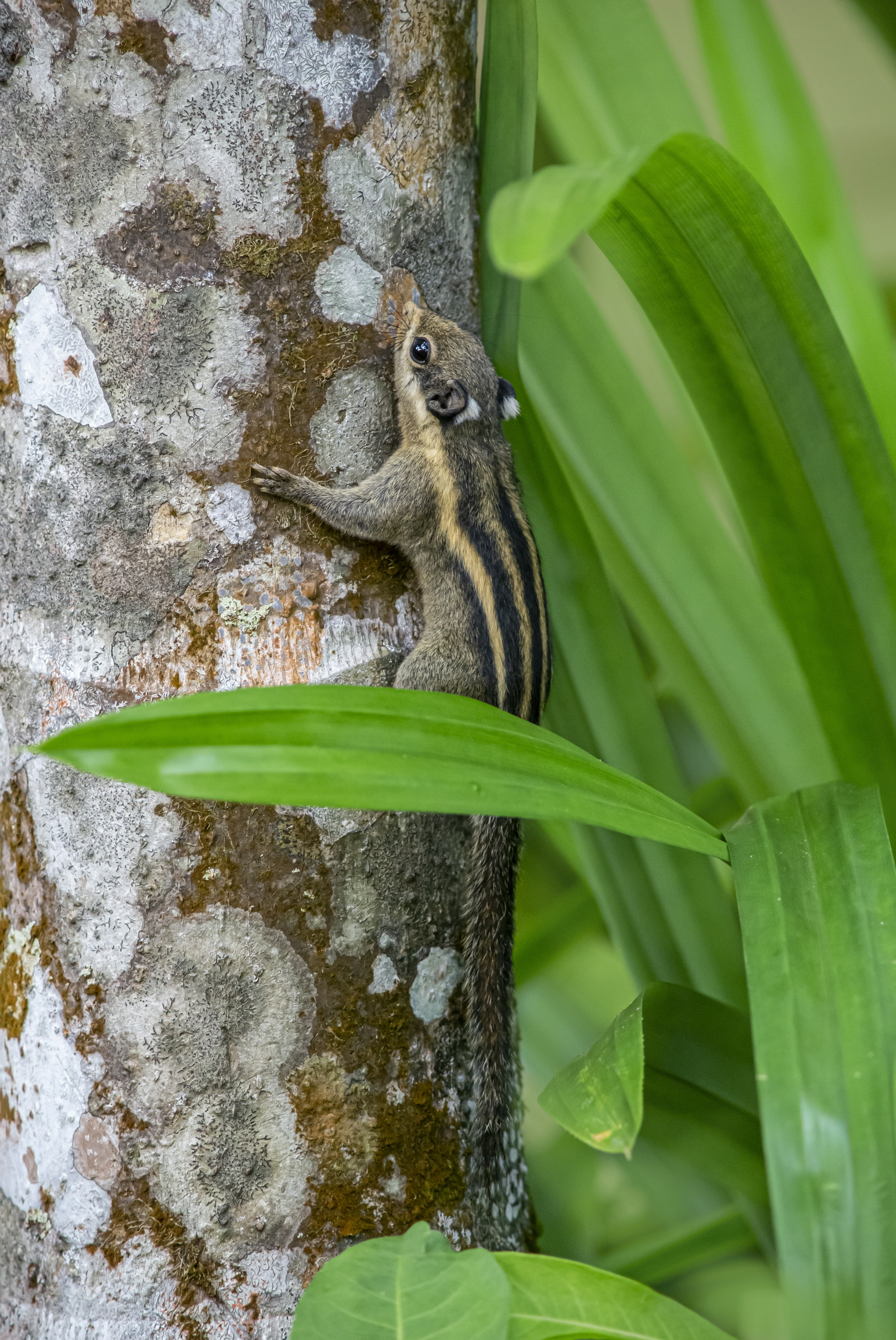 A small animal climbing up the side of a tree photo – Free Khao lak ...