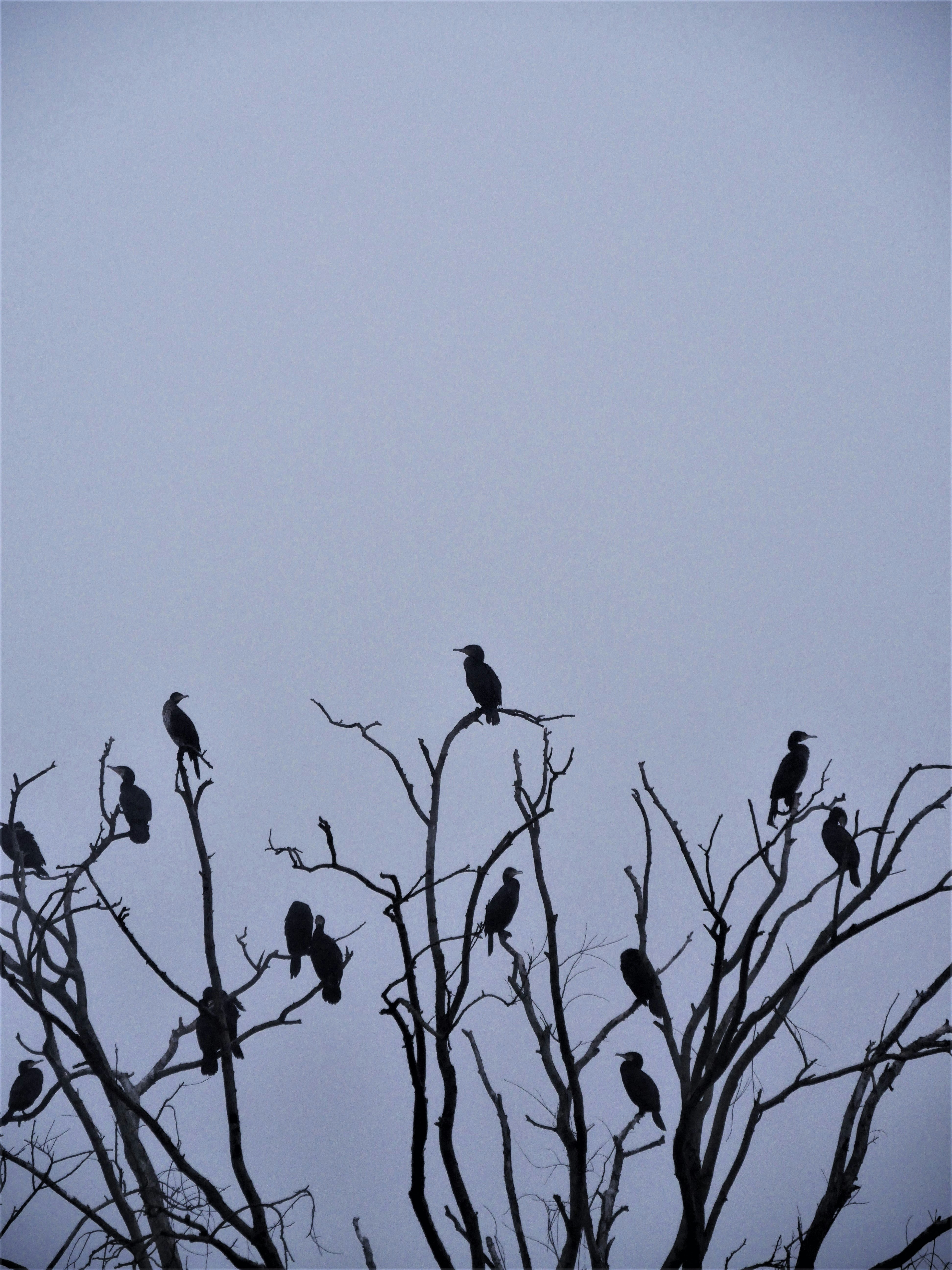 Silhouetted birds perched on bare branches under a muted, foggy sky, creating a striking contrast of dark forms against a pale backdrop.