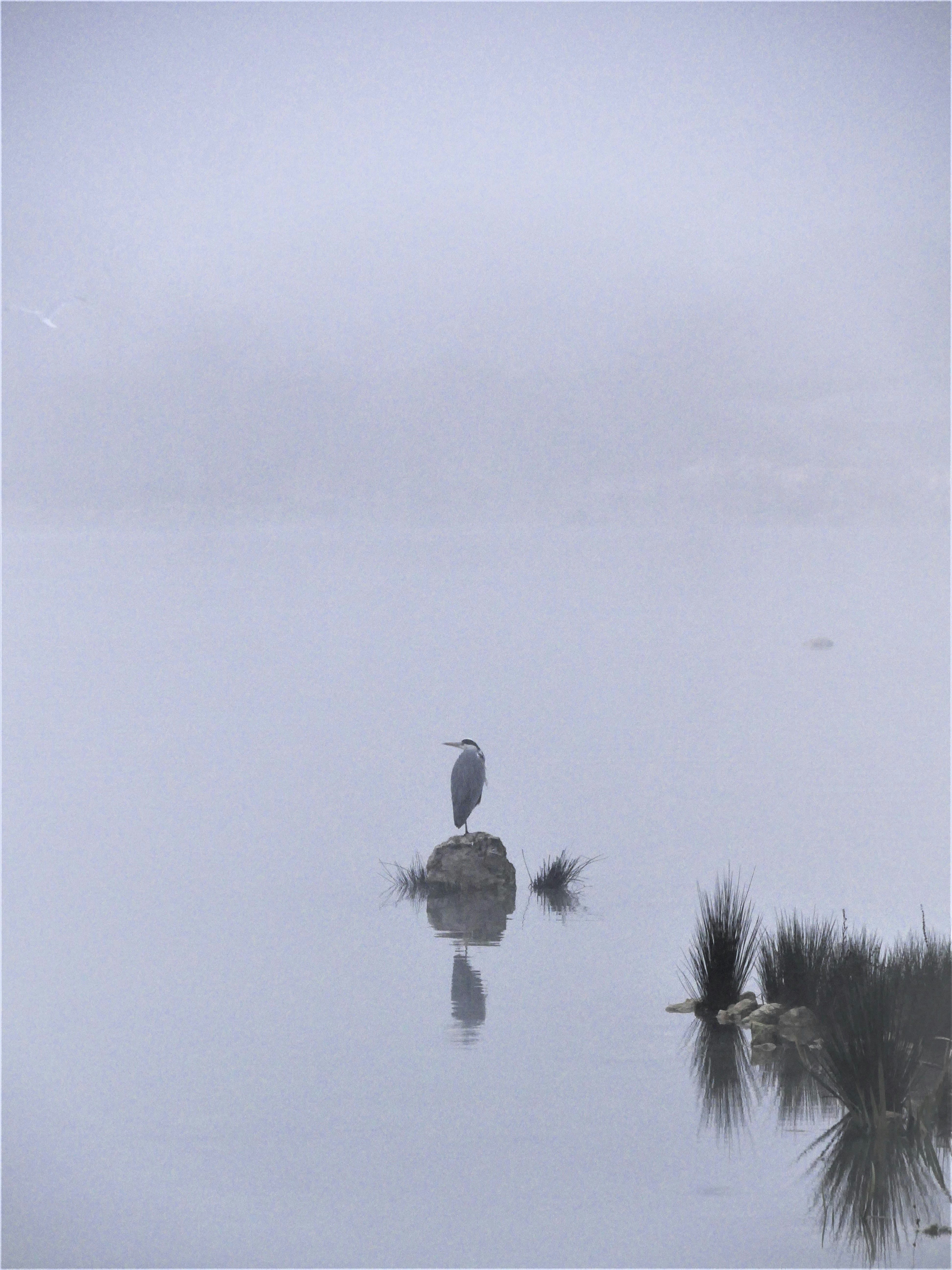 a bird is sitting on a rock in the water