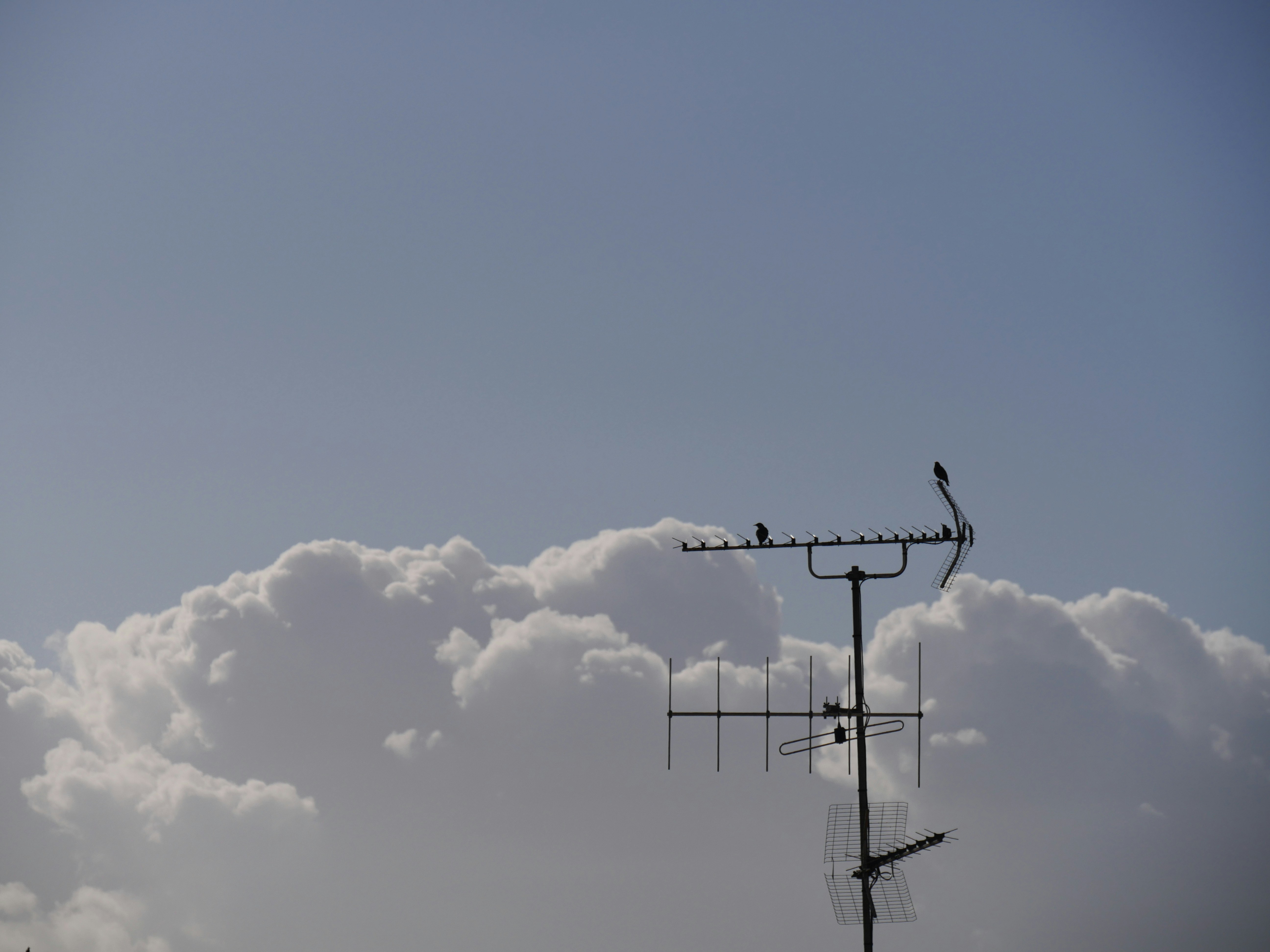A bird is sitting on top of a weather vane photo – Free Grey Image on ...