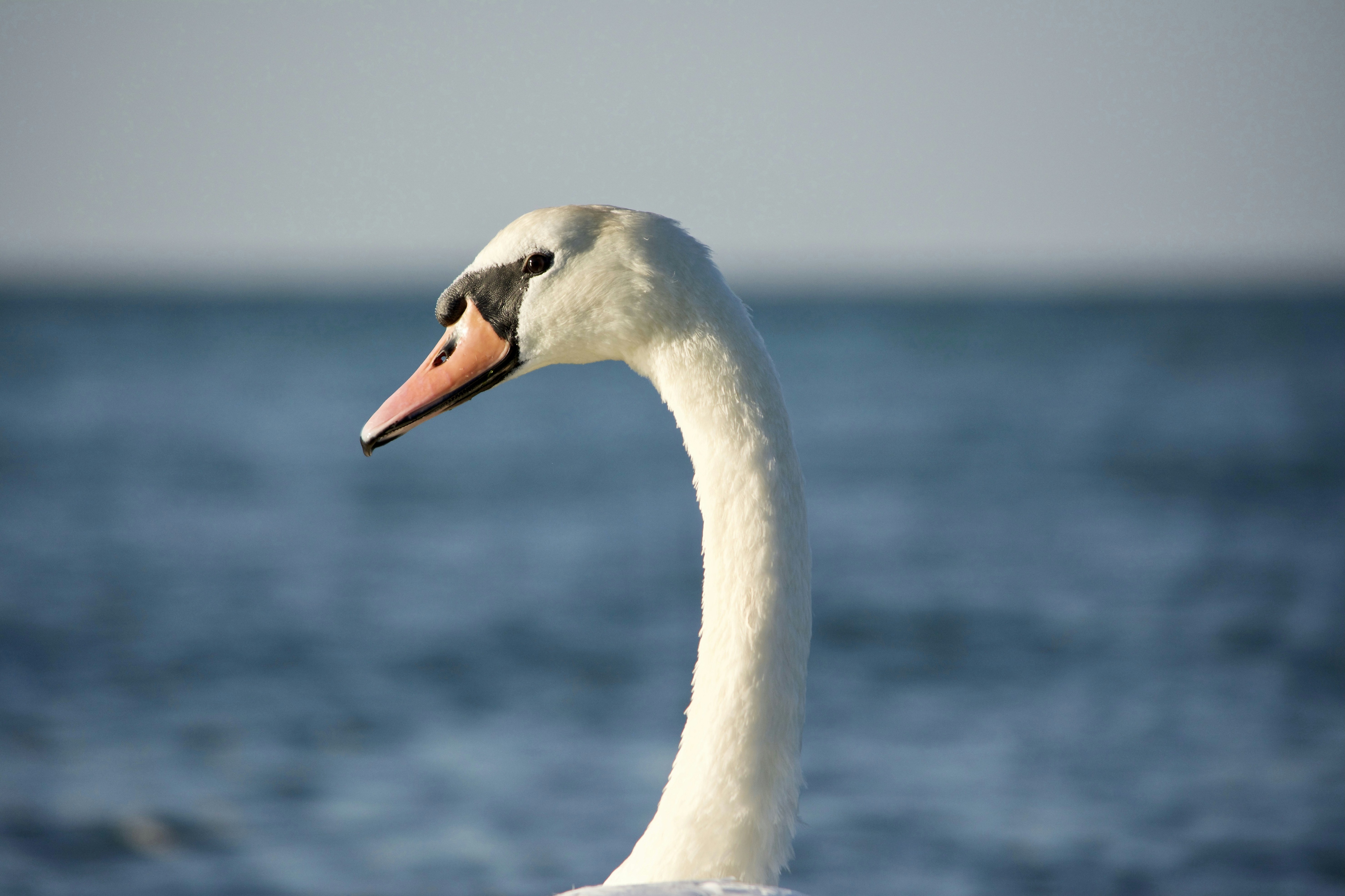 Graceful Arch: A Swan's Portrait Over a Calm Ocean