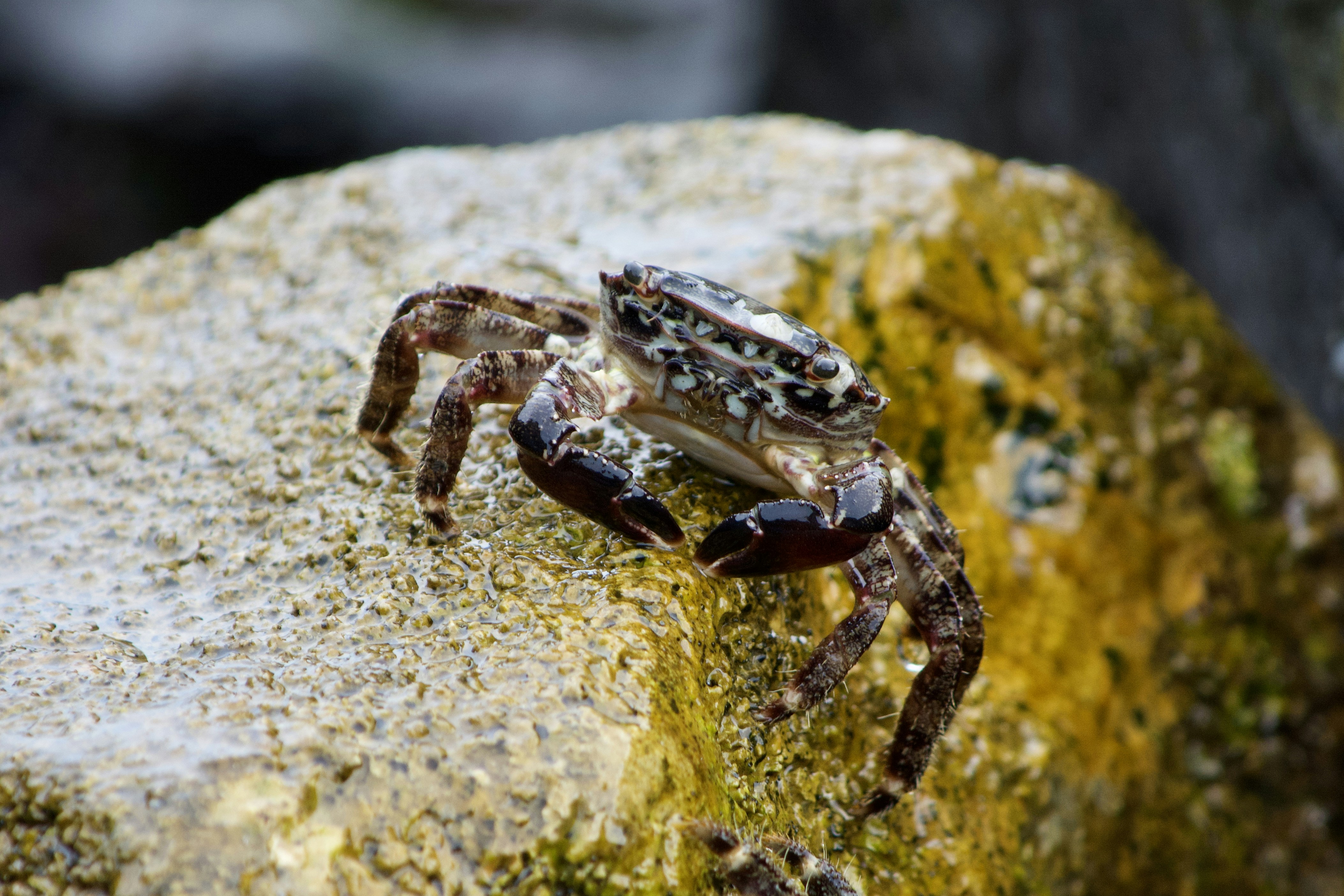 Crabe De Mer Photos | Télécharger des images gratuites sur Unsplash