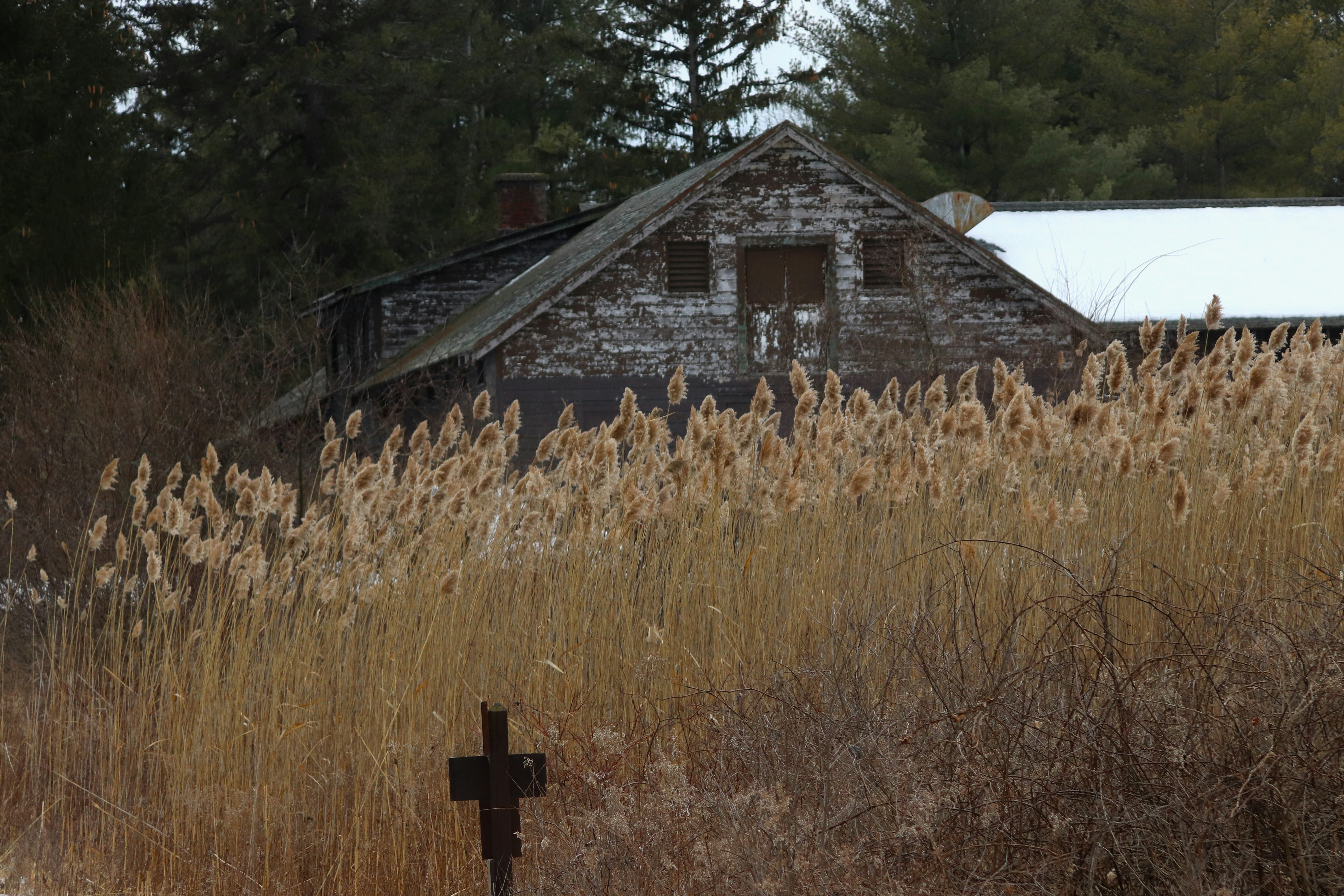 Weathered Barn Framed by Golden Reeds in a Quiet Field