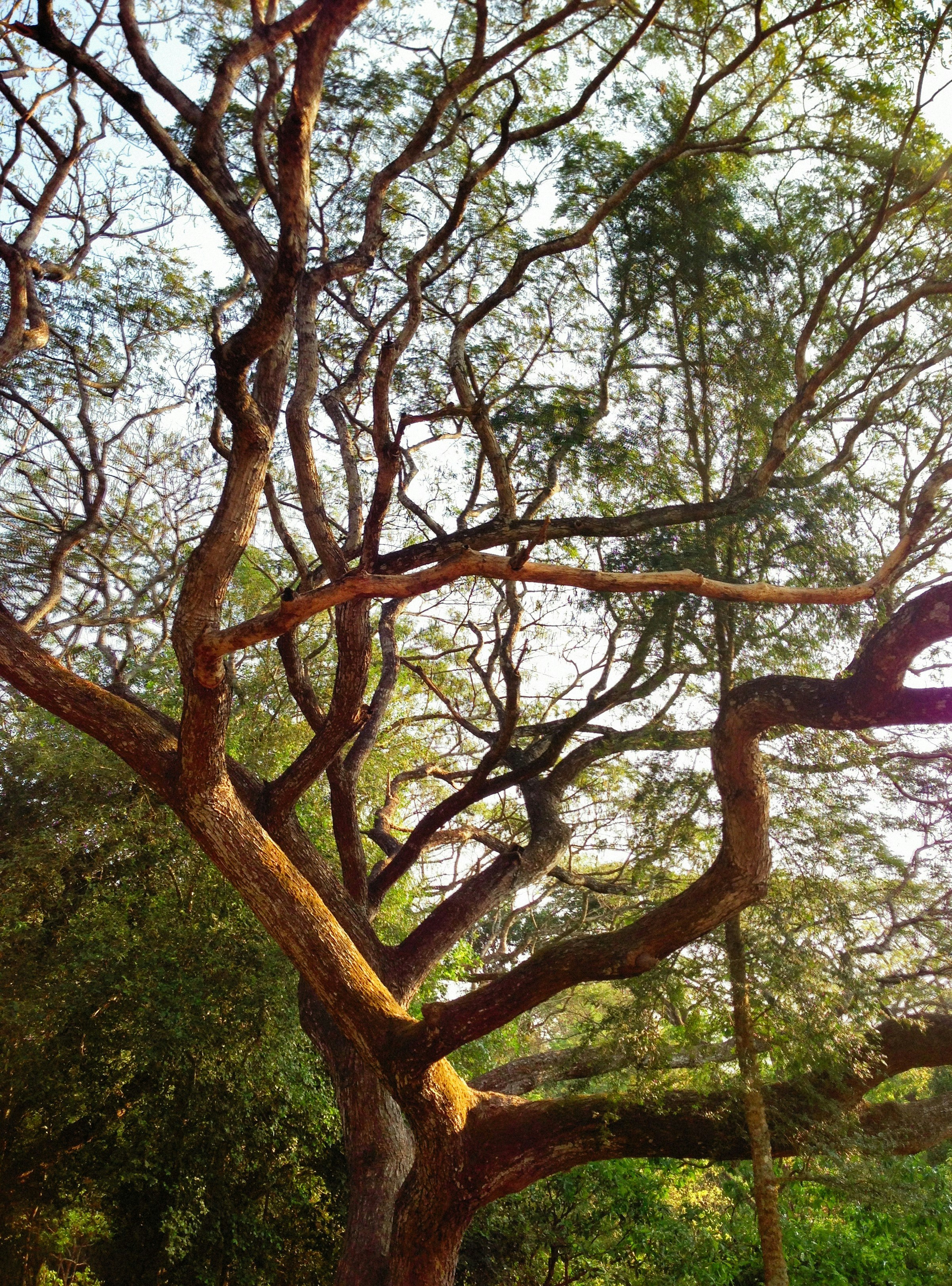 Un grand arbre avec beaucoup de branches dans un parc photo – Photo ...