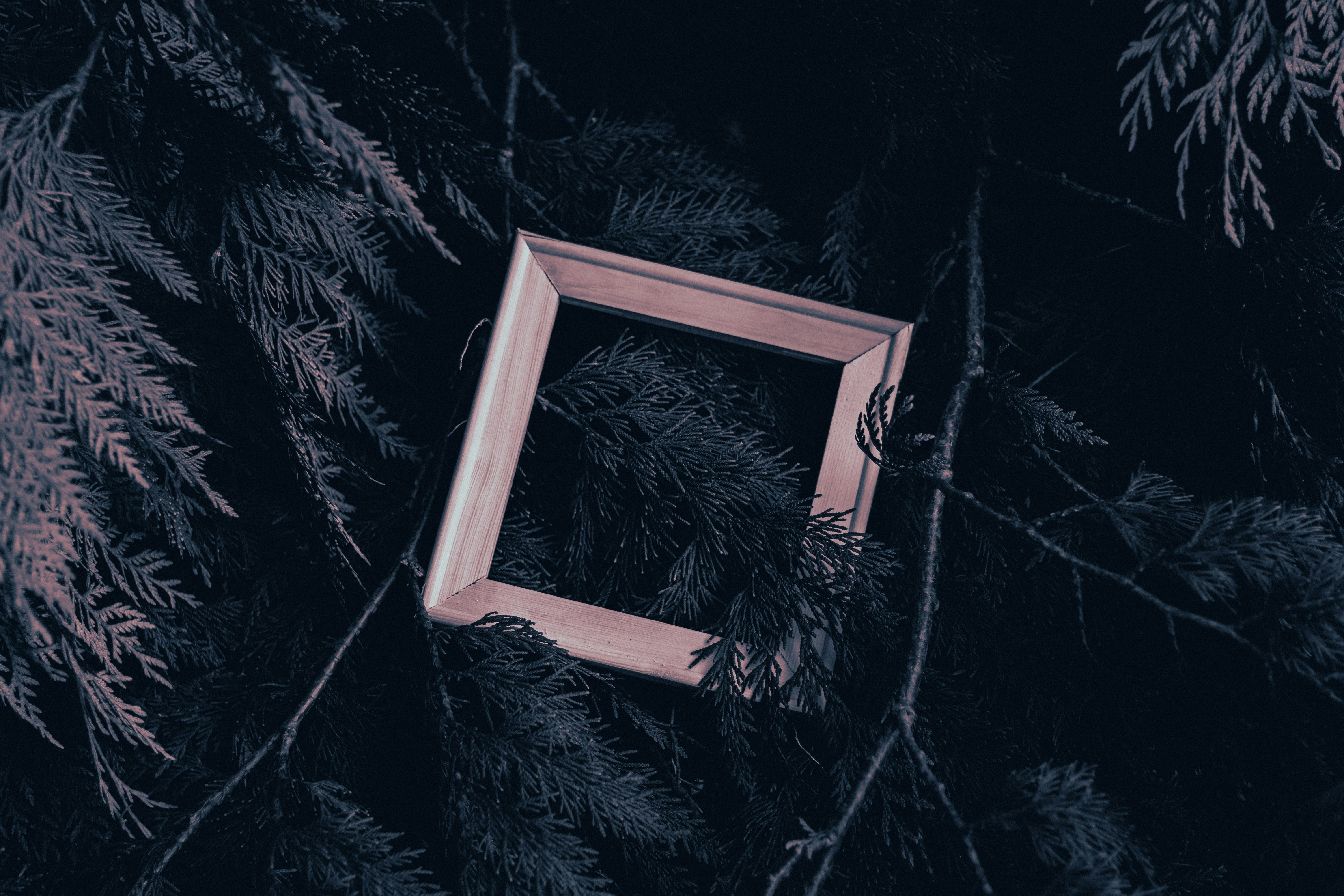 A wooden frame nestled among dark green foliage, creating a striking contrast that invites contemplation.