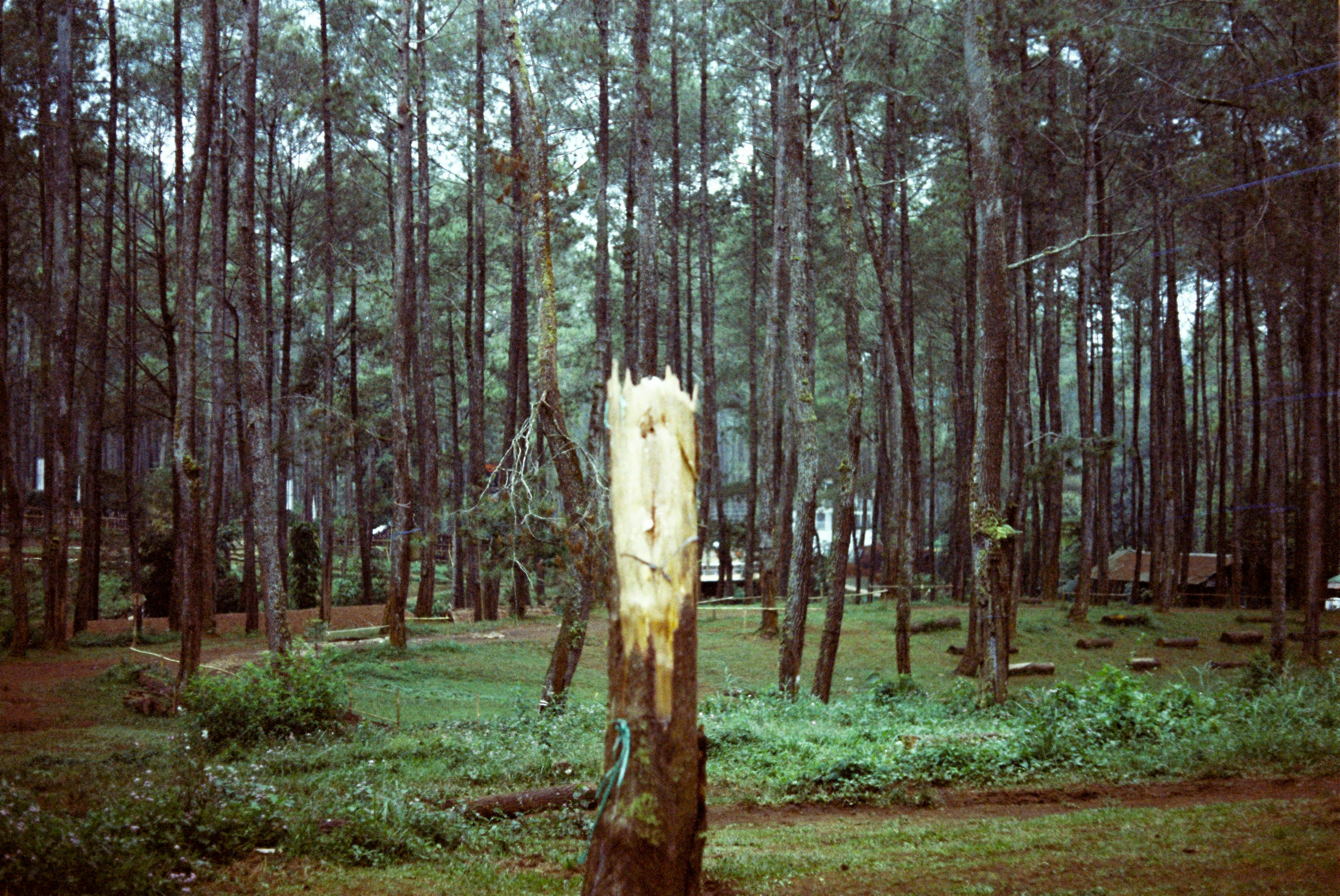 Tall pine trees surround a clearing with a prominent tree stump in the foreground.