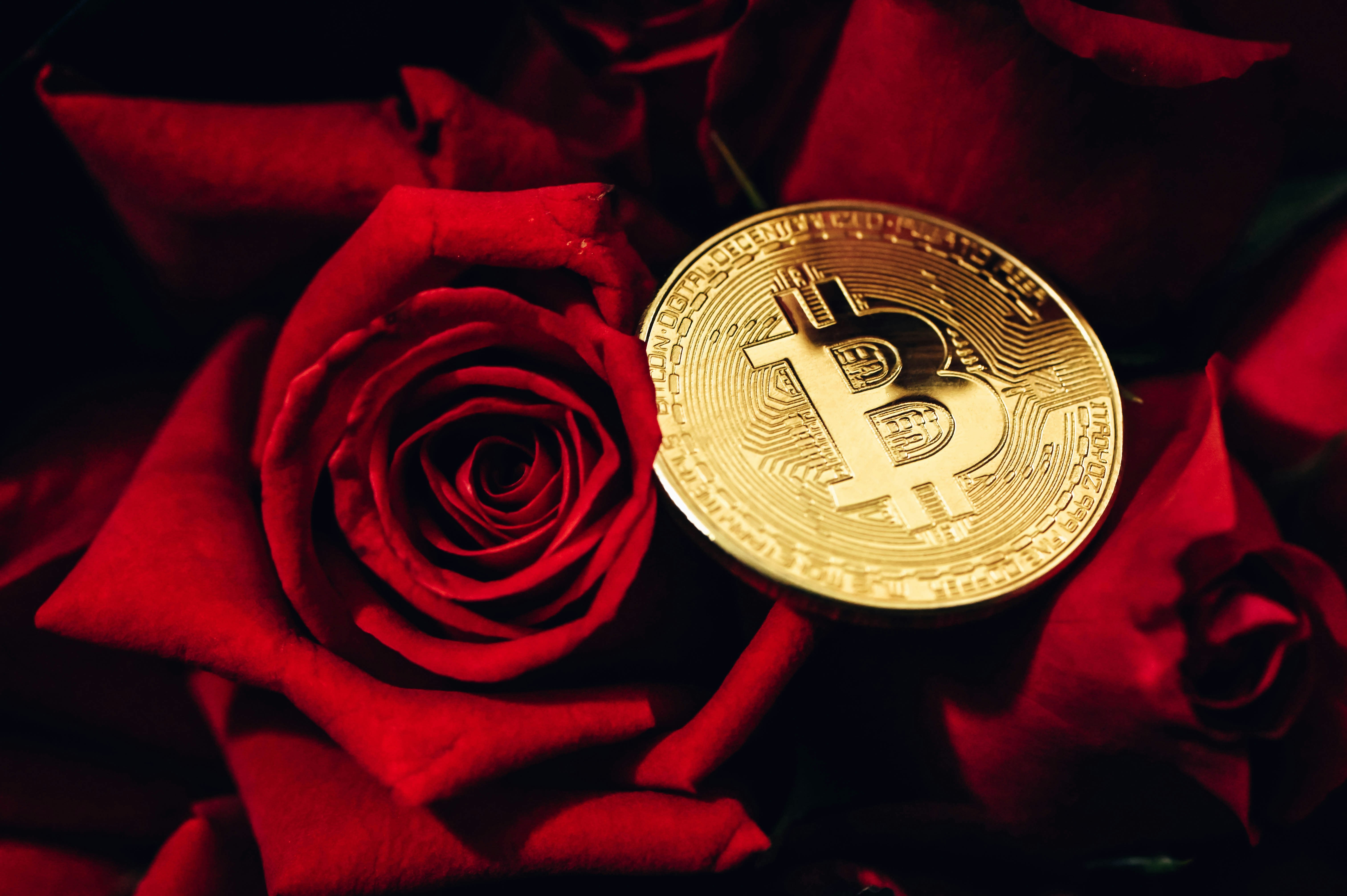 A bitcoin sitting on top of a red rose photo – Free Free Image on Unsplash