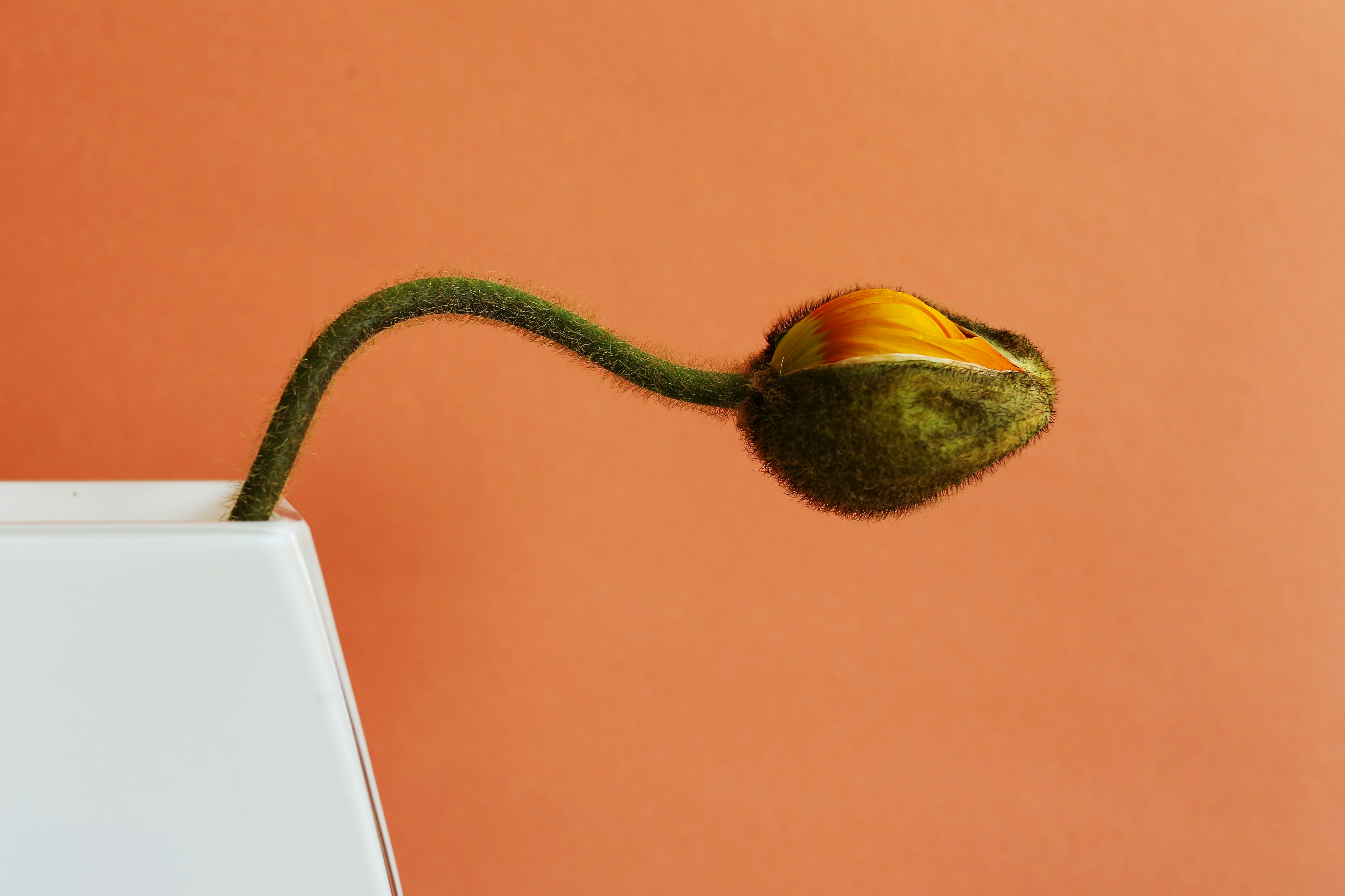 a flower that is sitting in a vase